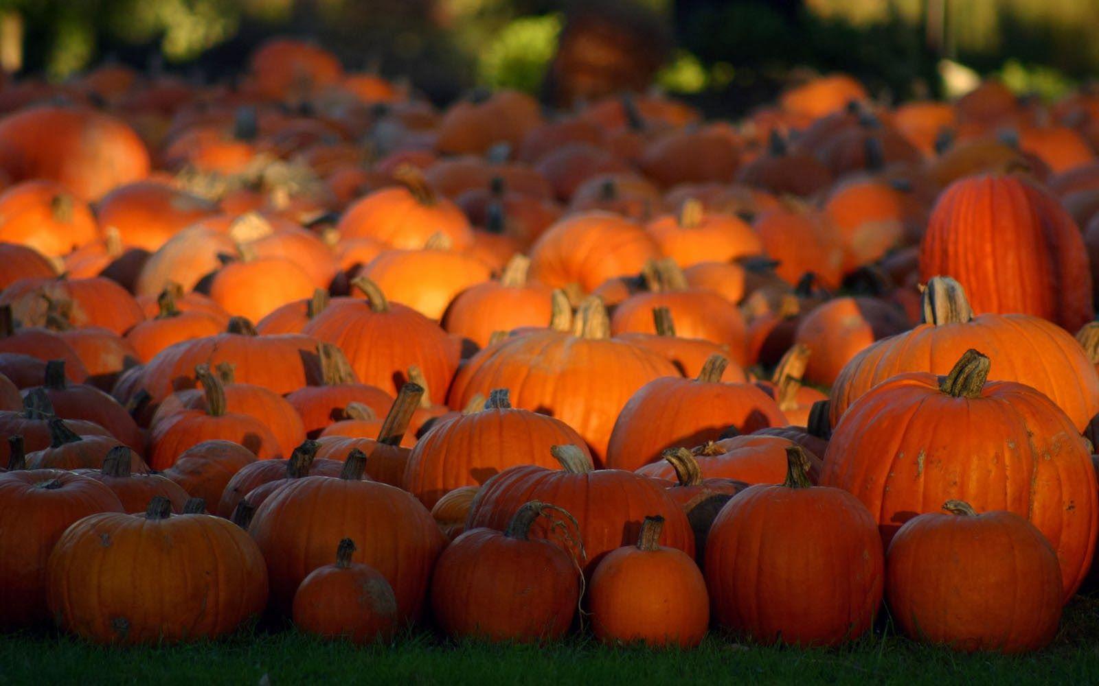 Fall Autumn Pumpkins Desktop Wallpapers - Top Free Fall Autumn Pumpkins ...