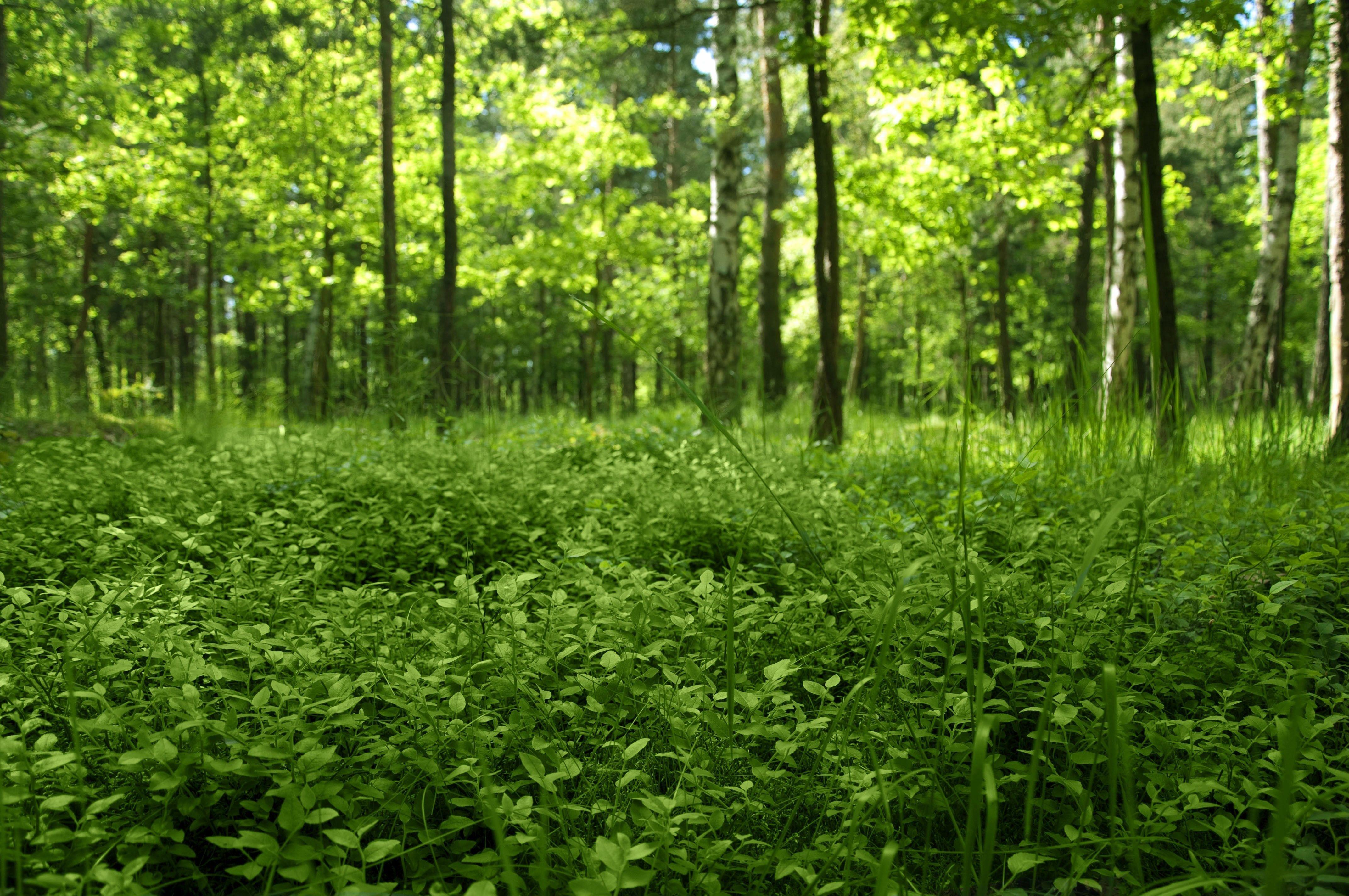 Forest Green Wallpapers - Top Free Forest Green Backgrounds ...