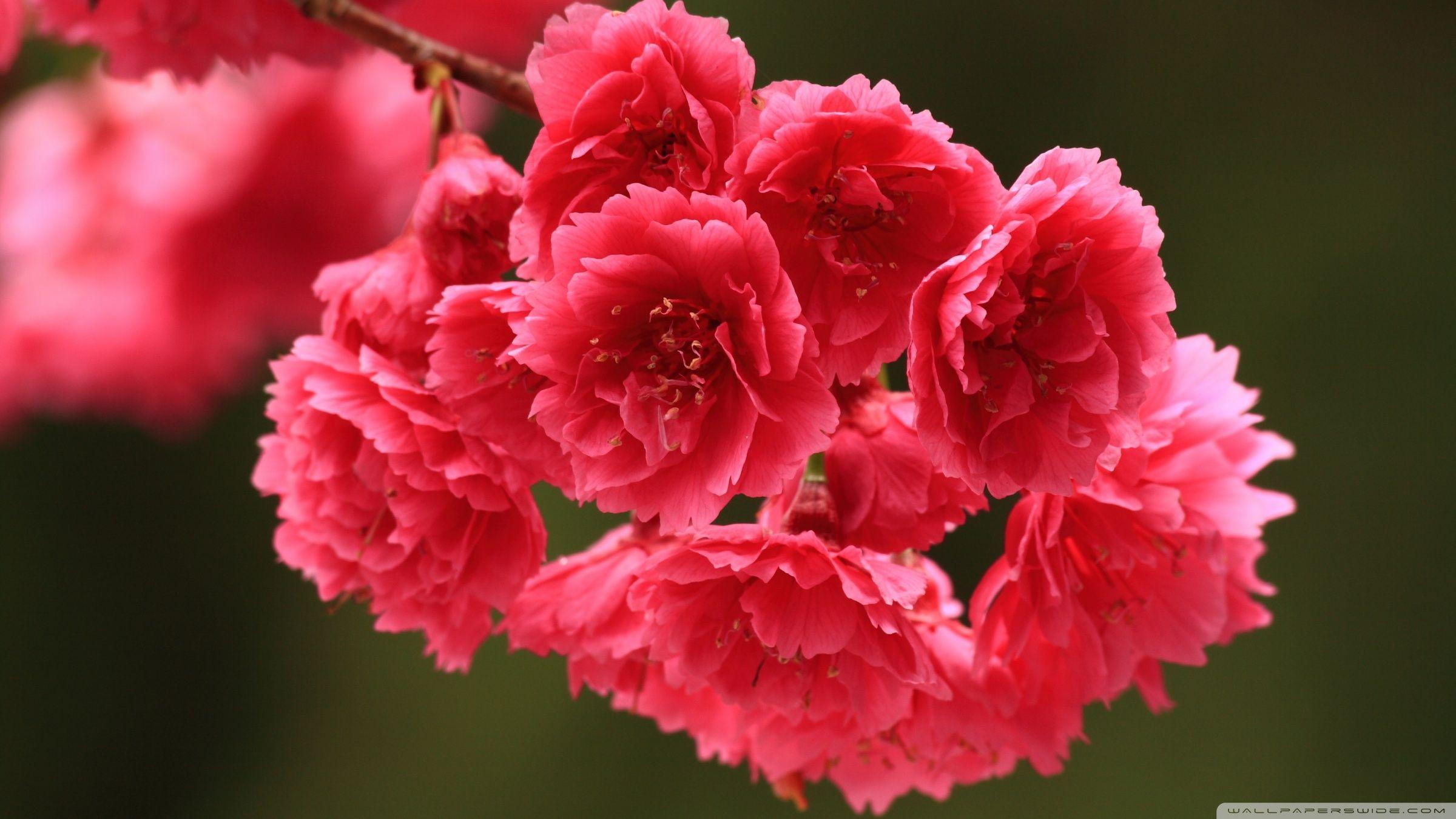 Bing Spring Wallpapers - Top Free Bing Spring Backgrounds - WallpaperAccess