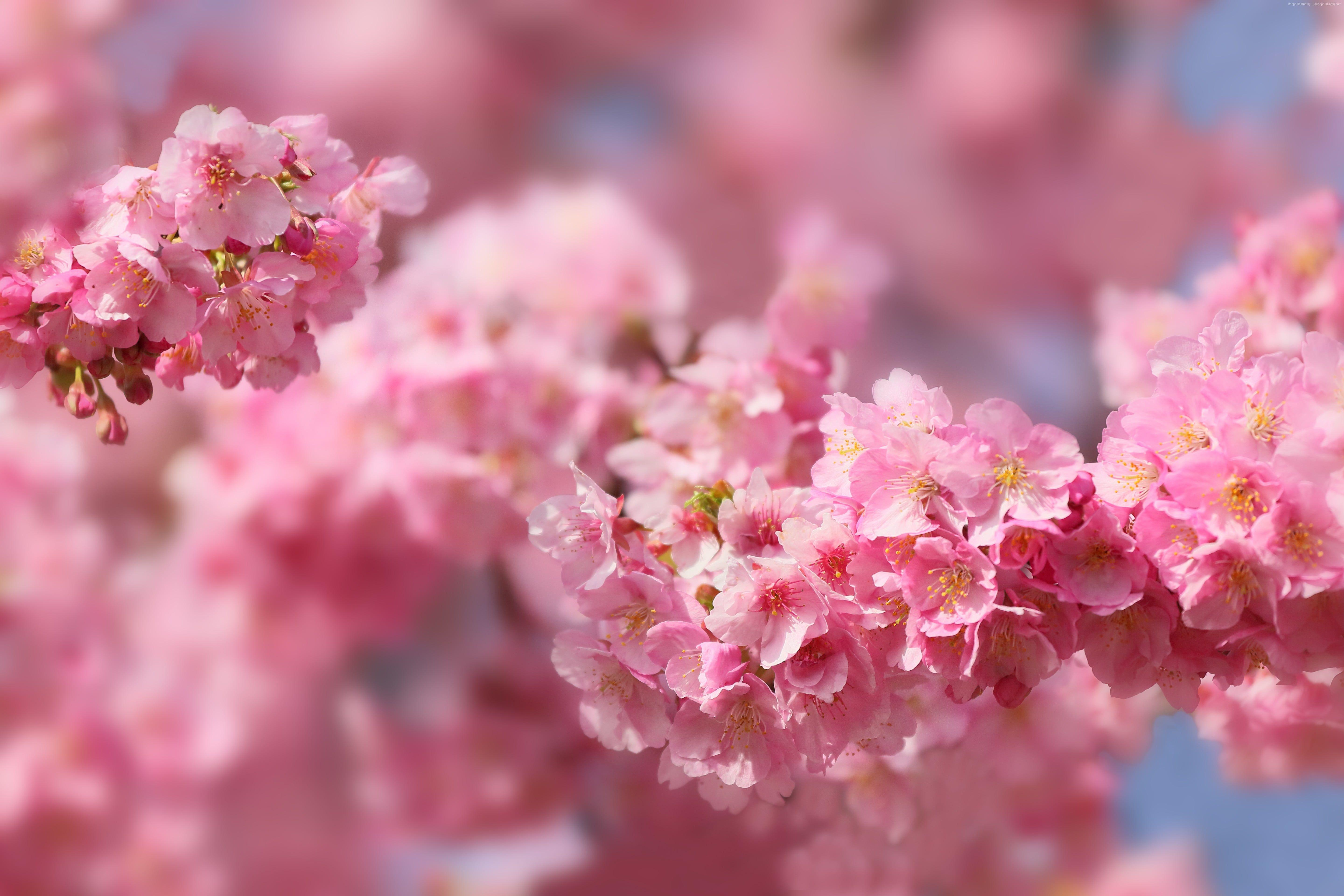 Sakura Tree Wallpapers - Top Free Sakura Tree Backgrounds - WallpaperAccess