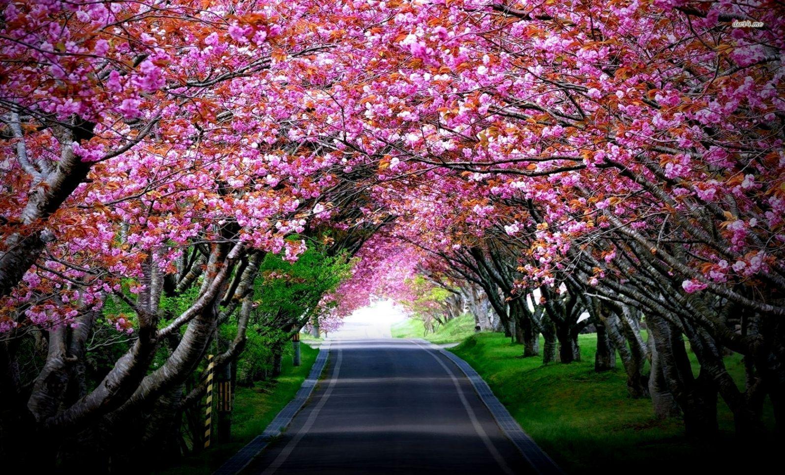 Sakura Tree Wallpapers - Top Free Sakura Tree Backgrounds - WallpaperAccess