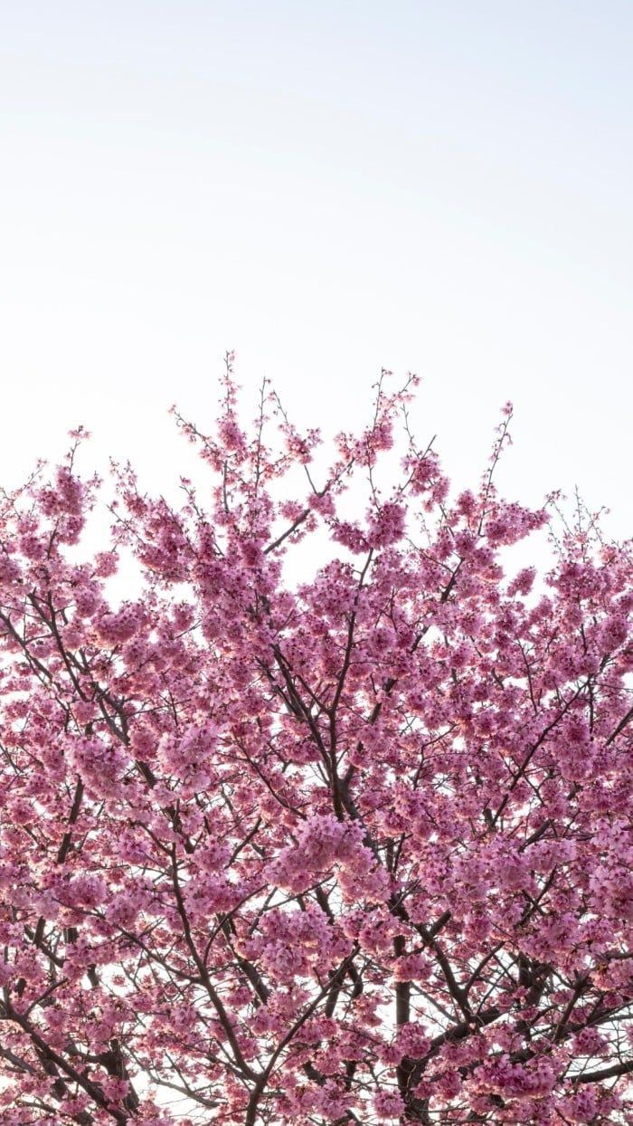 Sakura Mobile Wallpapers - Top Free Sakura Mobile Backgrounds ...