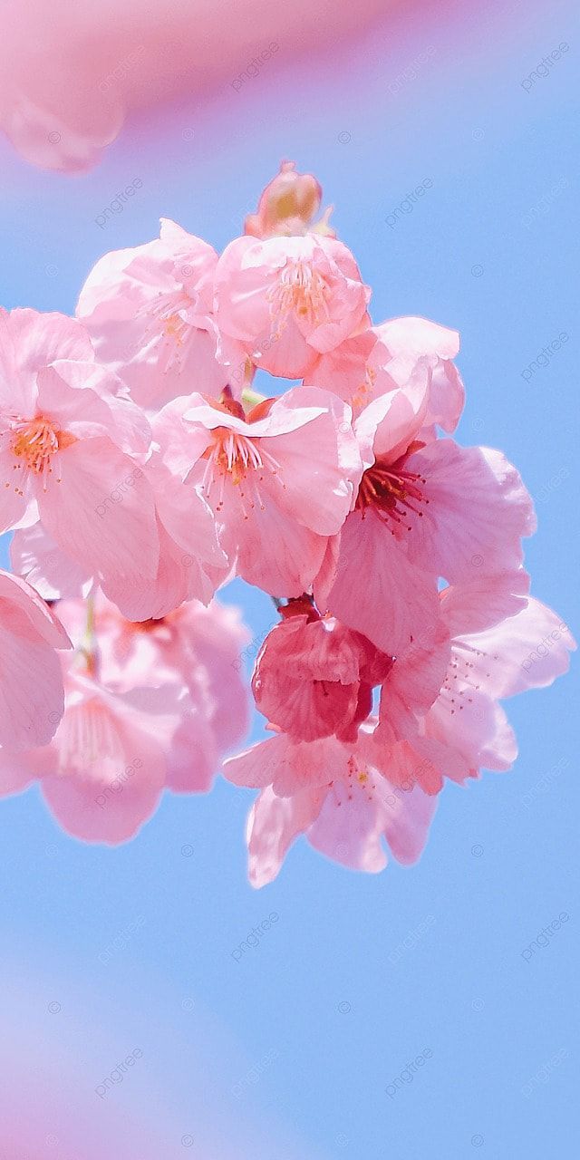 Sakura Mobile Wallpapers - Top Free Sakura Mobile Backgrounds ...