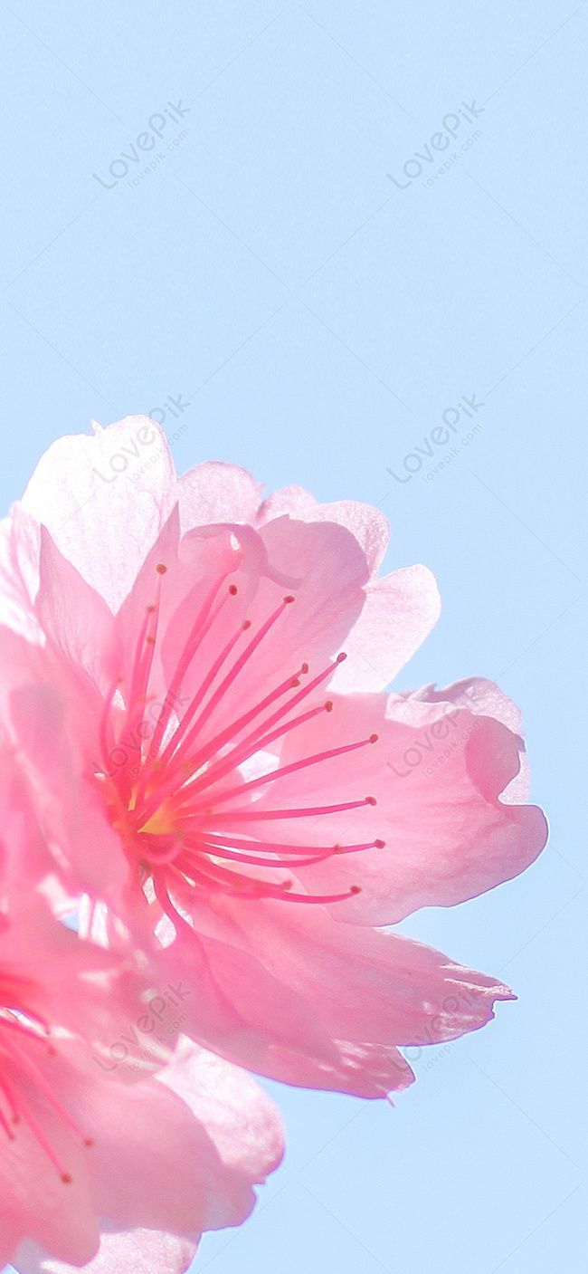 Sakura Mobile Wallpapers - Top Free Sakura Mobile Backgrounds ...