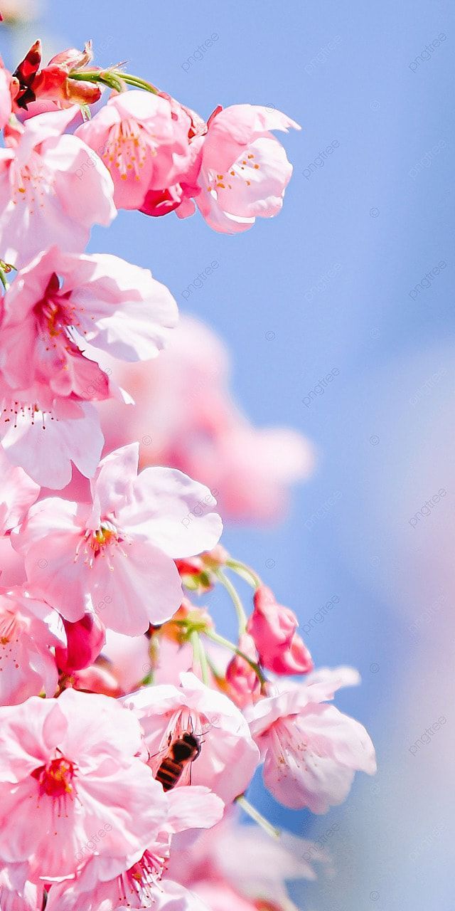 Sakura Mobile Wallpapers - Top Free Sakura Mobile Backgrounds ...