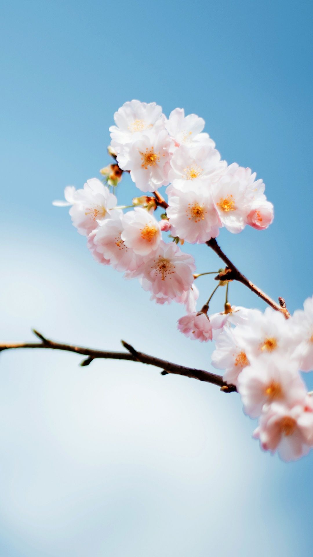 Sakura Mobile Wallpapers - Top Free Sakura Mobile Backgrounds ...