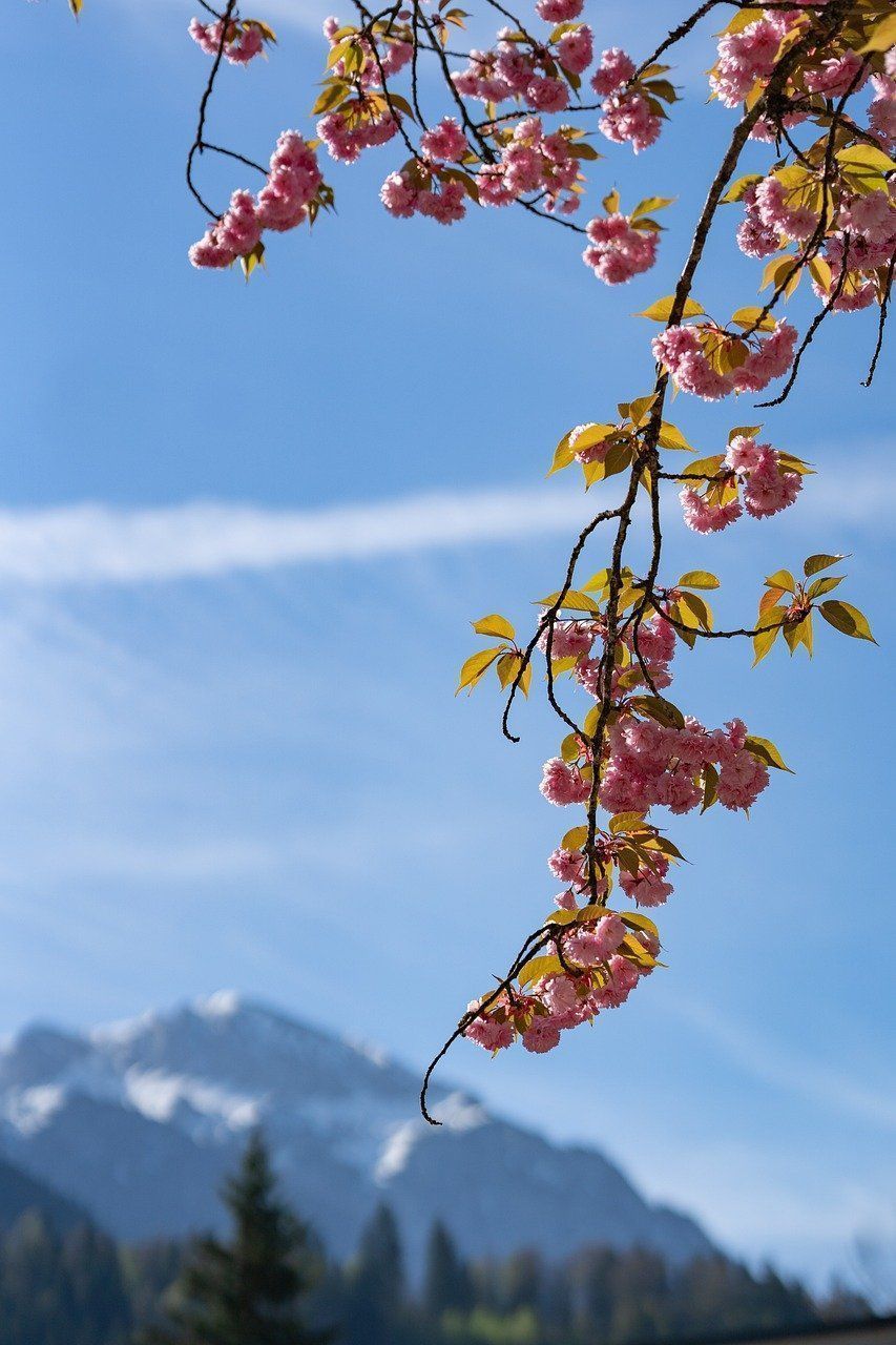 Sakura Mobile Wallpapers - Top Free Sakura Mobile Backgrounds ...