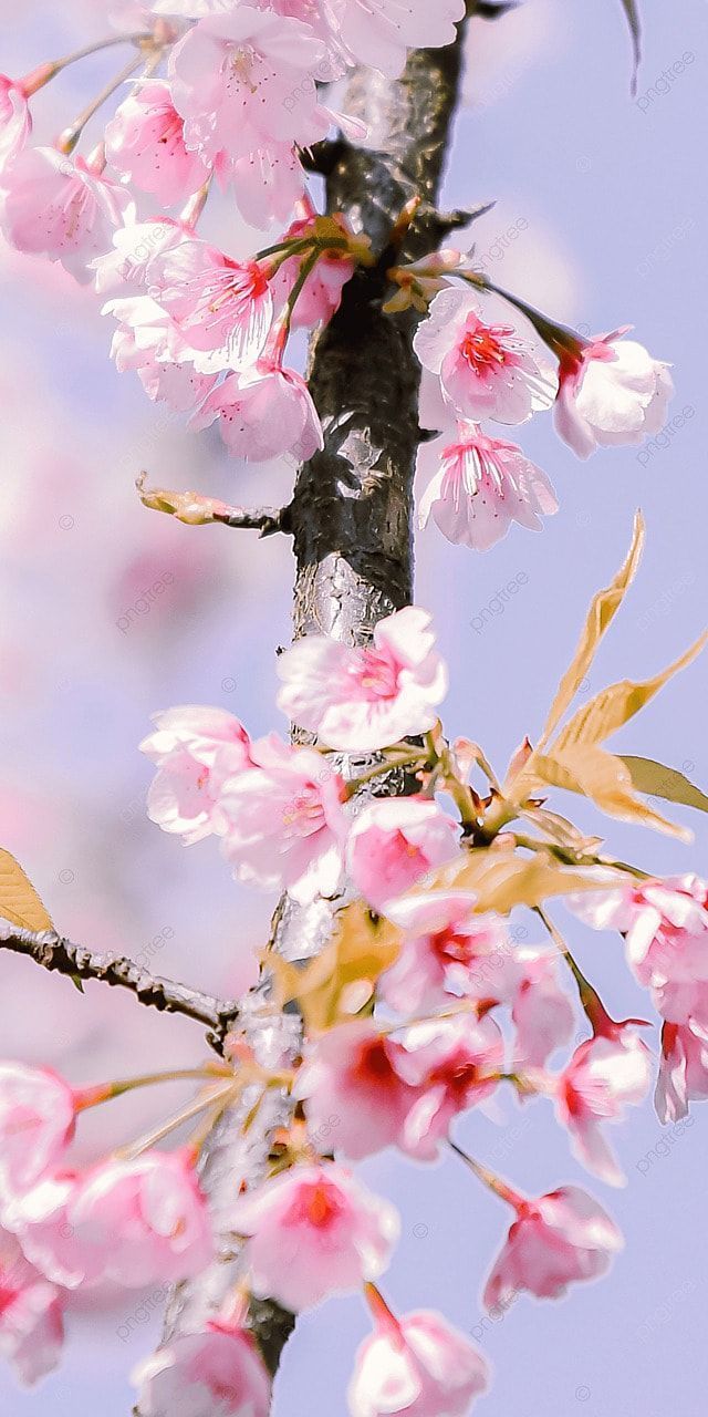 Sakura Mobile Wallpapers - Top Free Sakura Mobile Backgrounds ...