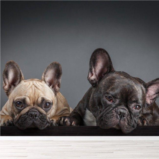 French Bulldog Wallpapers - Top Free French Bulldog Backgrounds ...