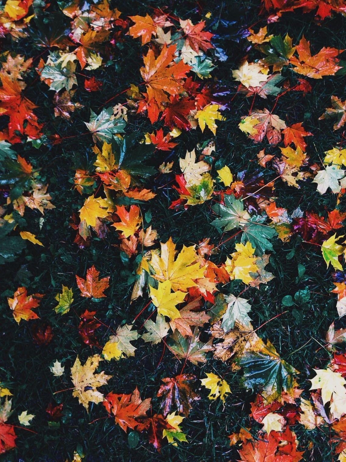 Fall VSCO Wallpapers - Top Free Fall VSCO Backgrounds - WallpaperAccess