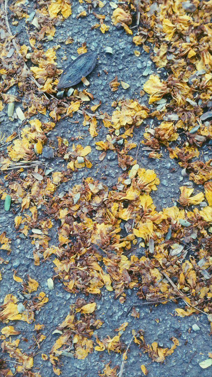 Fall VSCO Wallpapers - Top Free Fall VSCO Backgrounds - WallpaperAccess