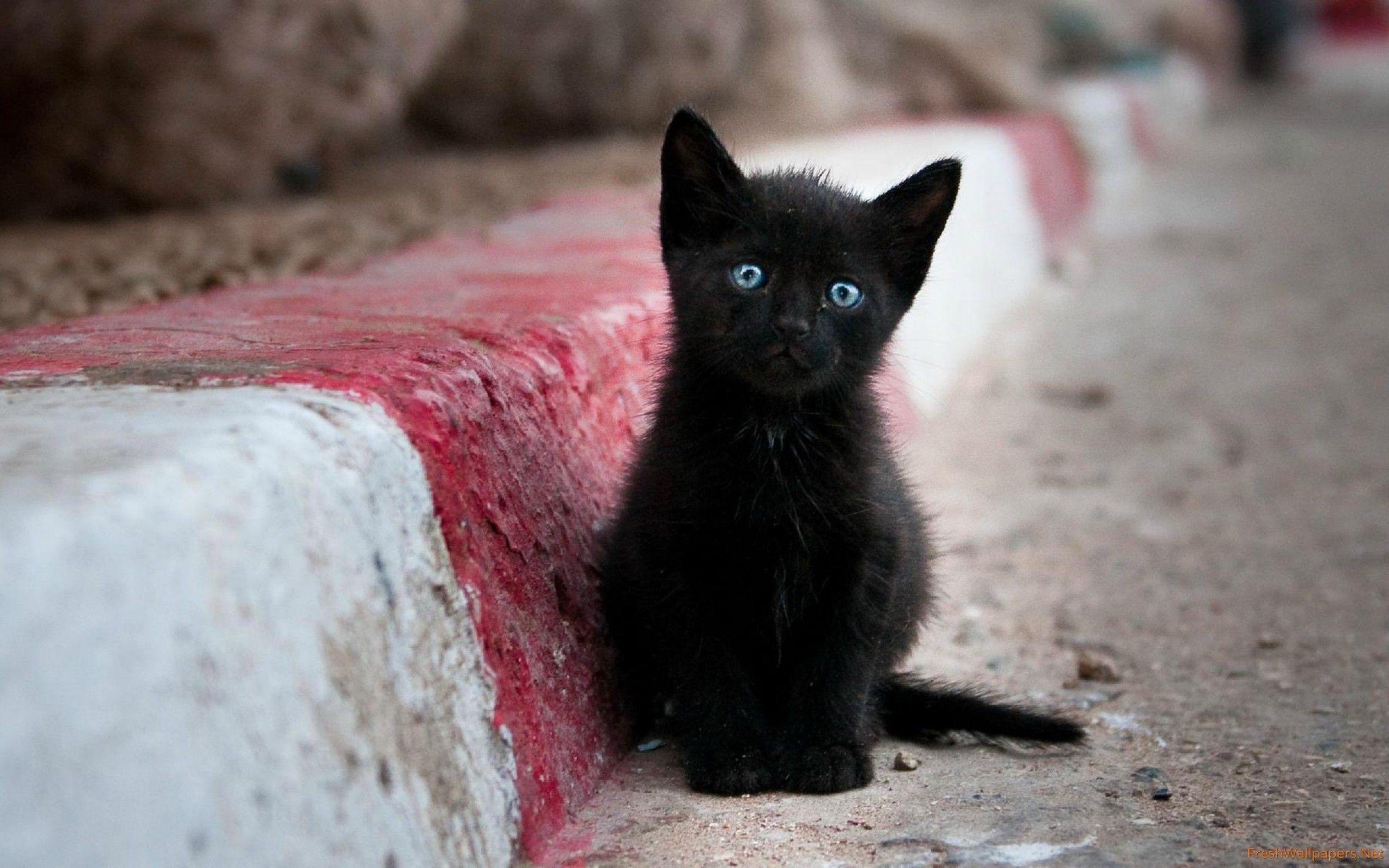 Black Kitten Desktop Wallpapers - Top Free Black Kitten Desktop ...