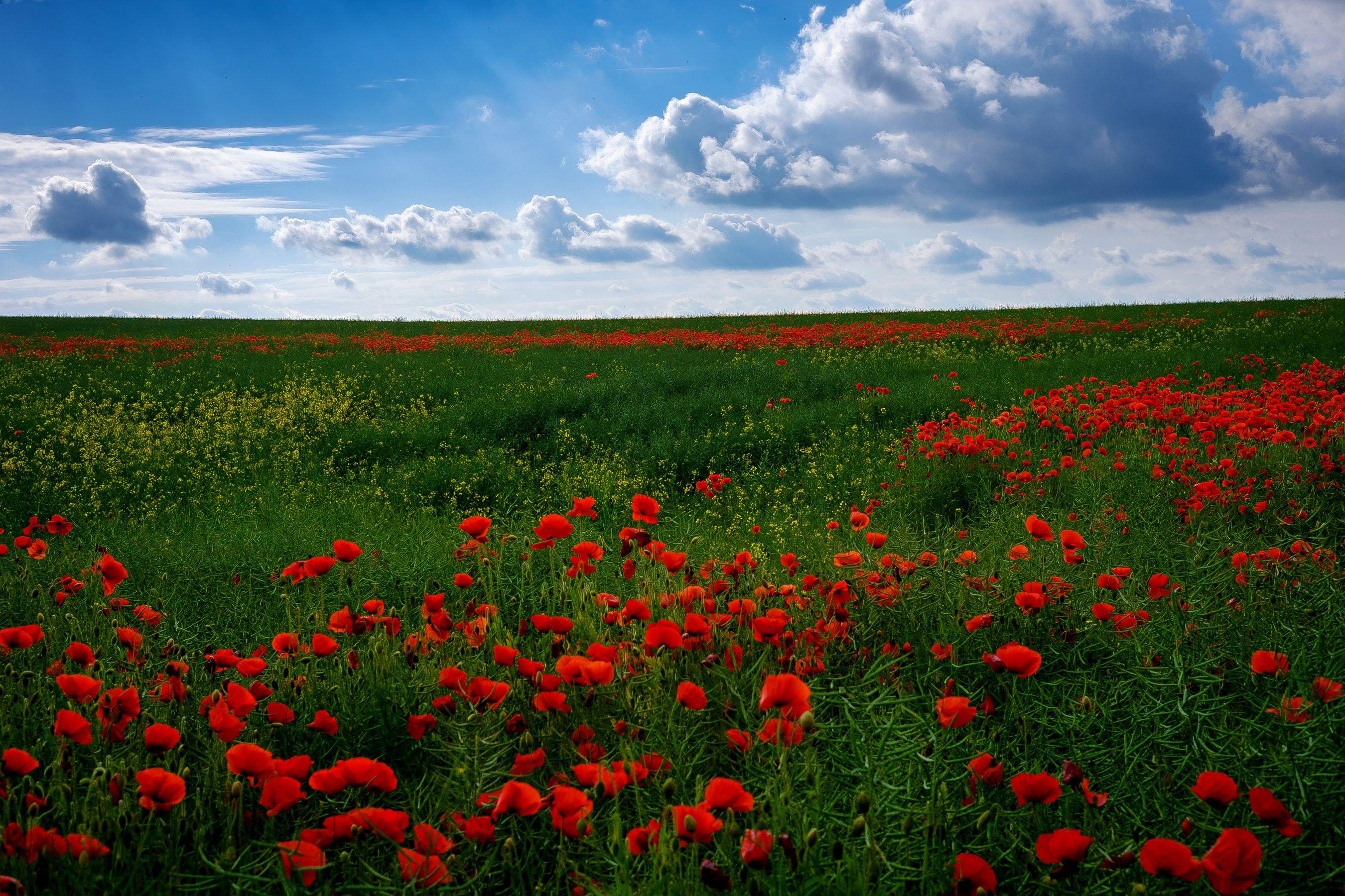 Flower Field Wallpapers - Top Free Flower Field Backgrounds ...