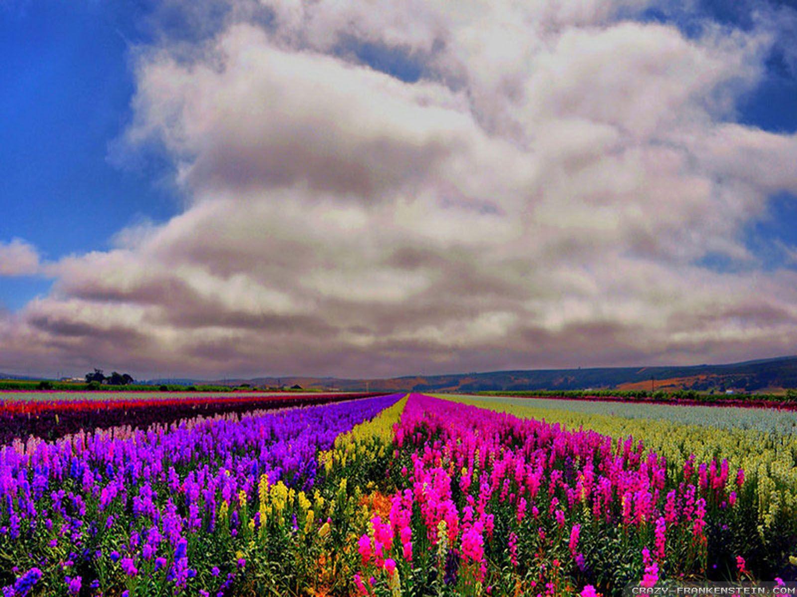 Flower Field Wallpapers - Top Free Flower Field Backgrounds ...