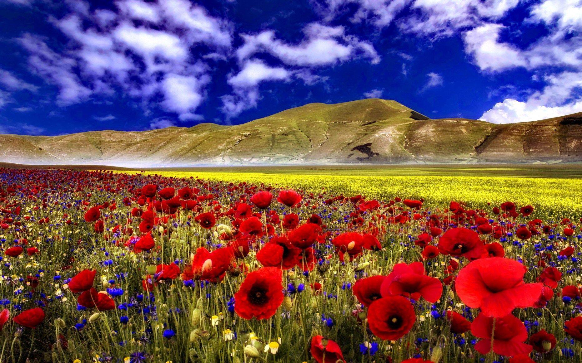 Flower Field Wallpapers - Top Free Flower Field Backgrounds ...