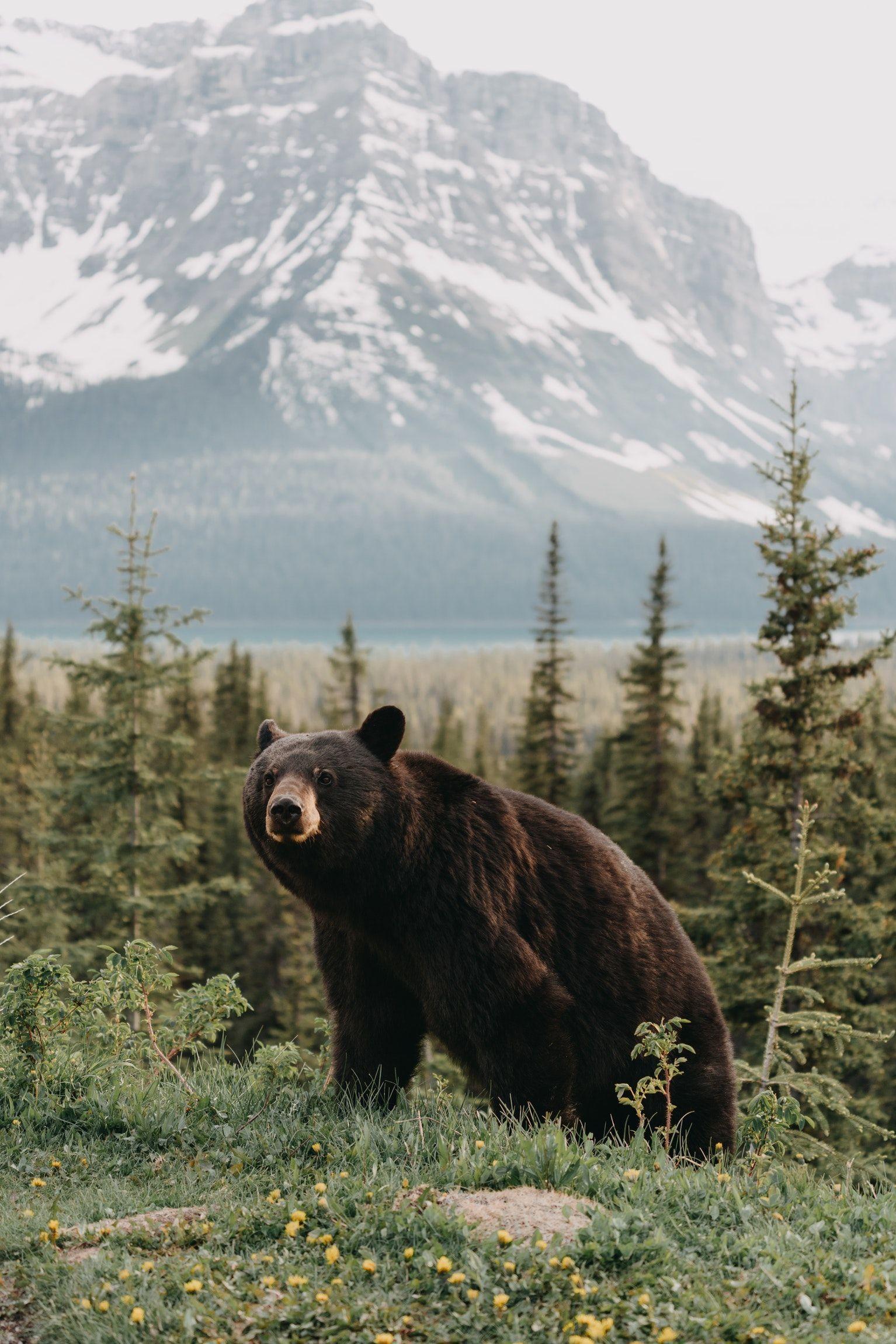 Black Bear iPhone Wallpapers - Top Free Black Bear iPhone Backgrounds ...