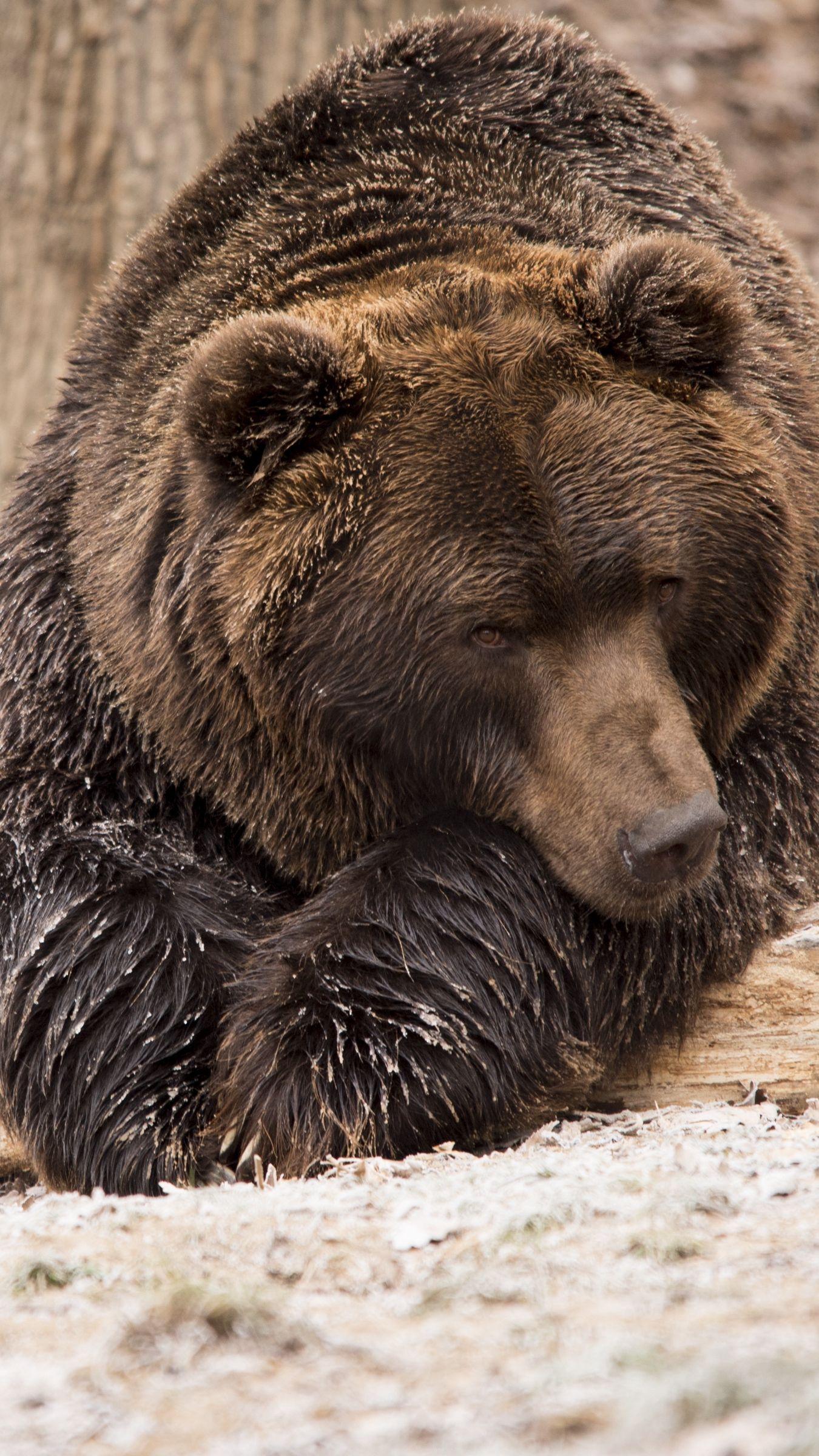 Black Bear iPhone Wallpapers - Top Free Black Bear iPhone Backgrounds ...