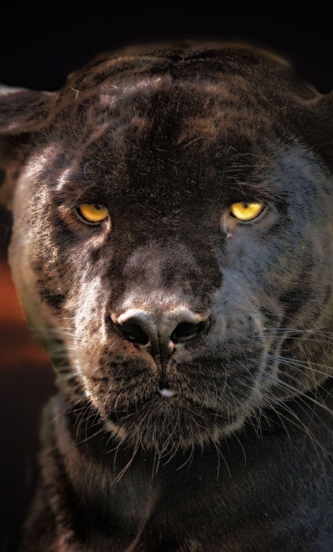 Black Panther Animal iPhone Wallpapers - Top Free Black Panther Animal ...