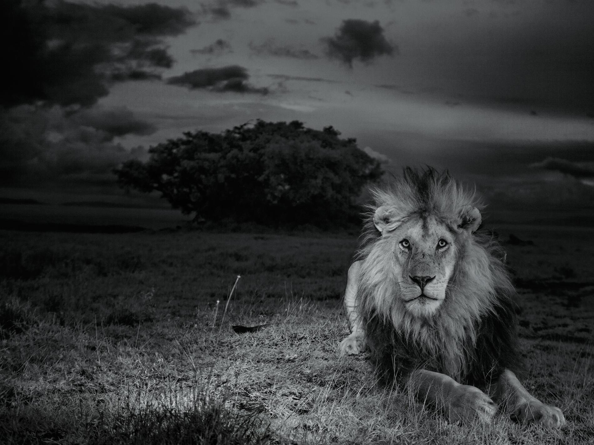 Serengeti Wallpapers - Top Free Serengeti Backgrounds - WallpaperAccess