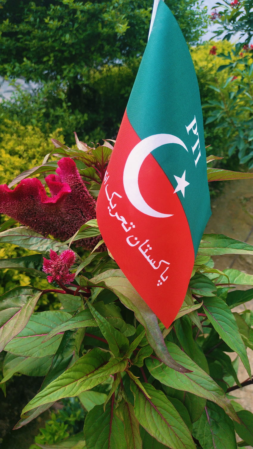 Pti Wallpapers - Top Free Pti Backgrounds - WallpaperAccess