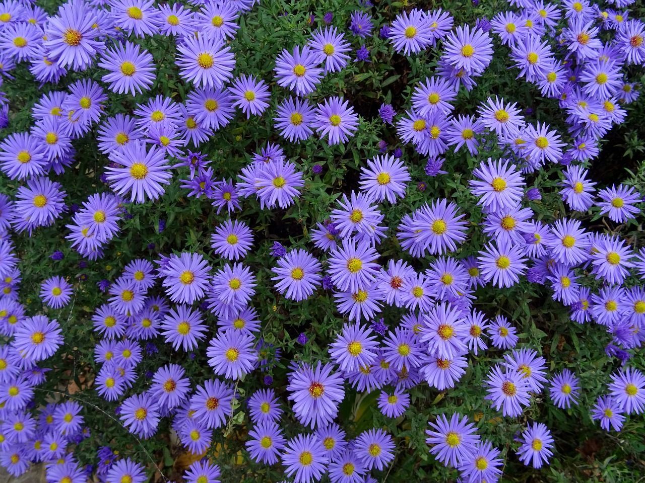 Aster Flower Wallpapers - Top Free Aster Flower Backgrounds ...
