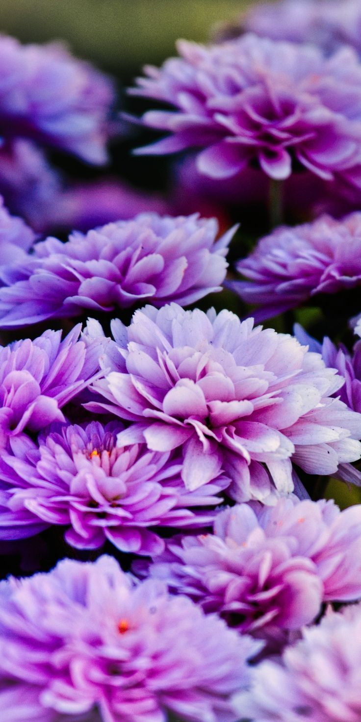 Aster Flower Wallpapers - Top Free Aster Flower Backgrounds ...