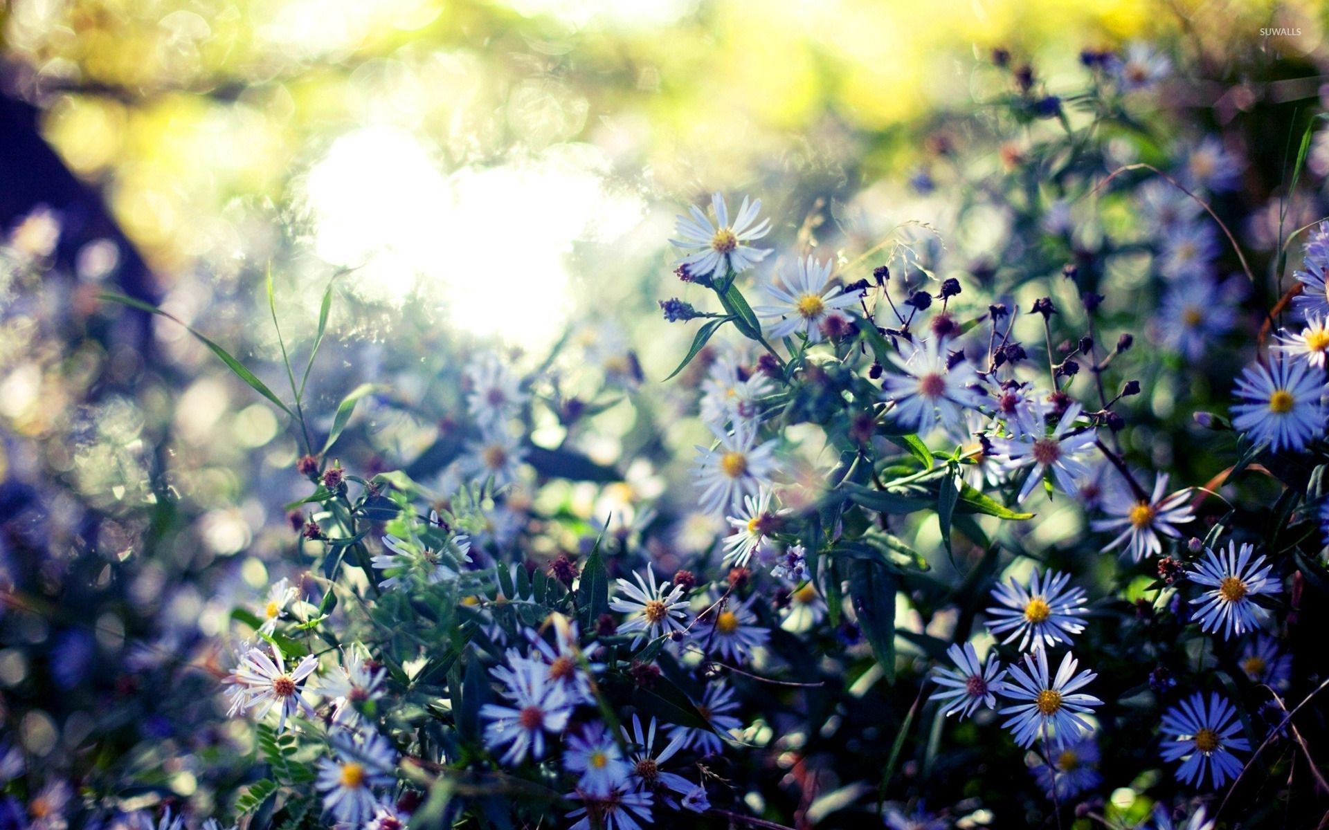 Aster Flower Wallpapers - Top Free Aster Flower Backgrounds ...
