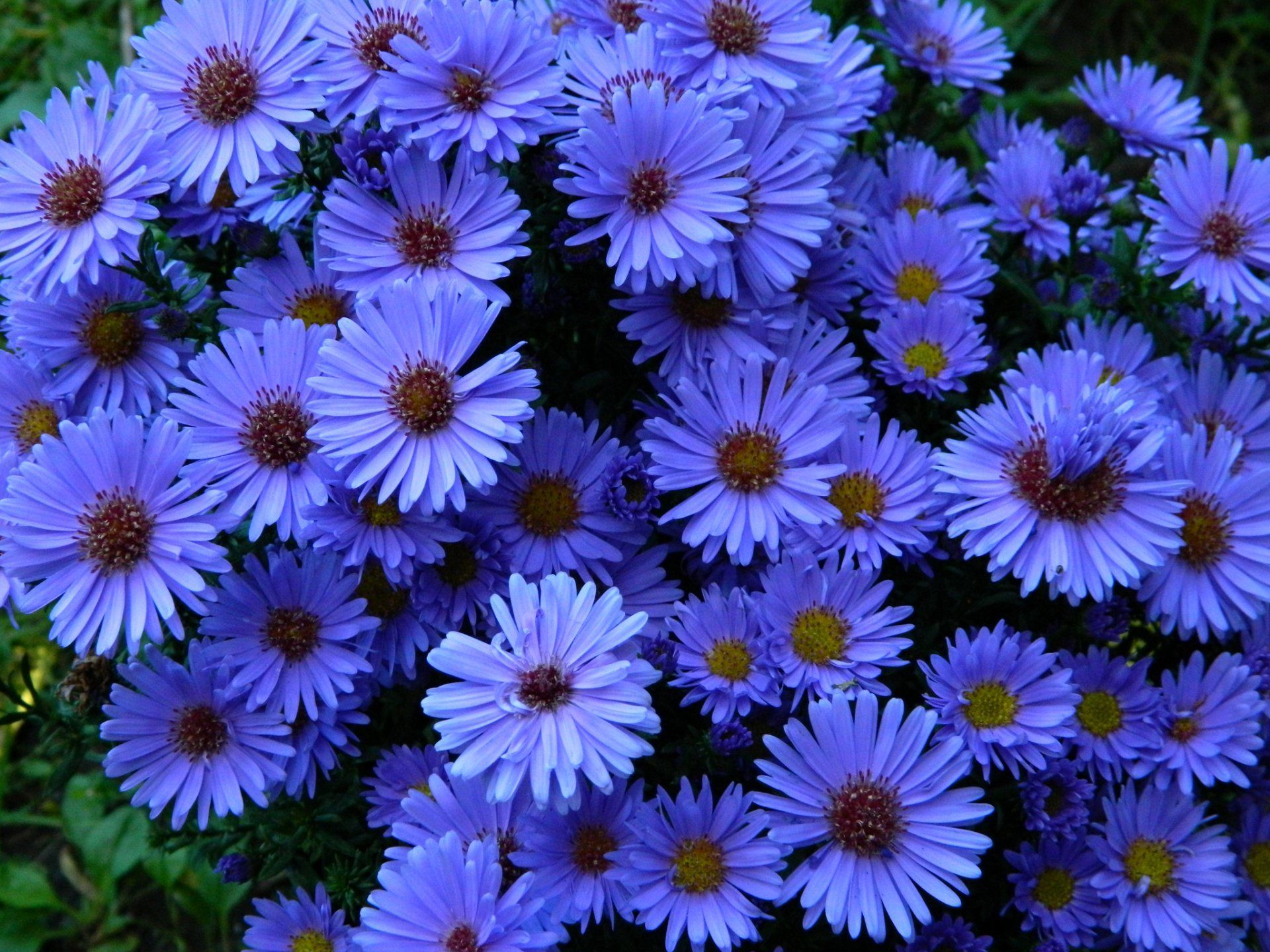 Aster Flower Wallpapers - Top Free Aster Flower Backgrounds ...