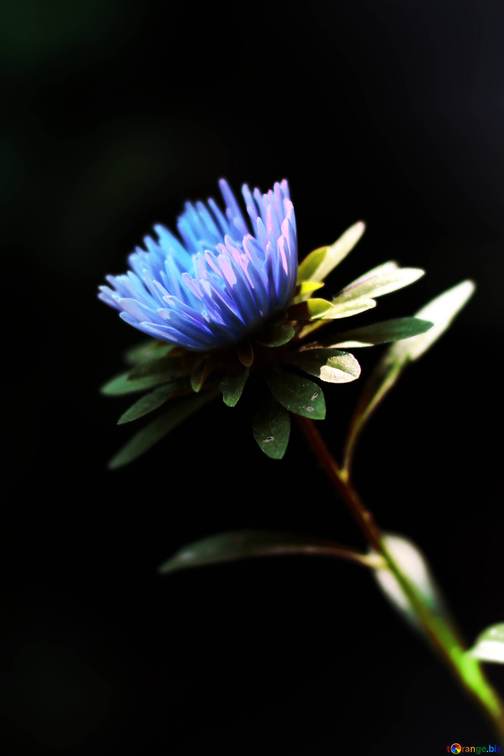 Aster Flower Wallpapers - Top Free Aster Flower Backgrounds ...