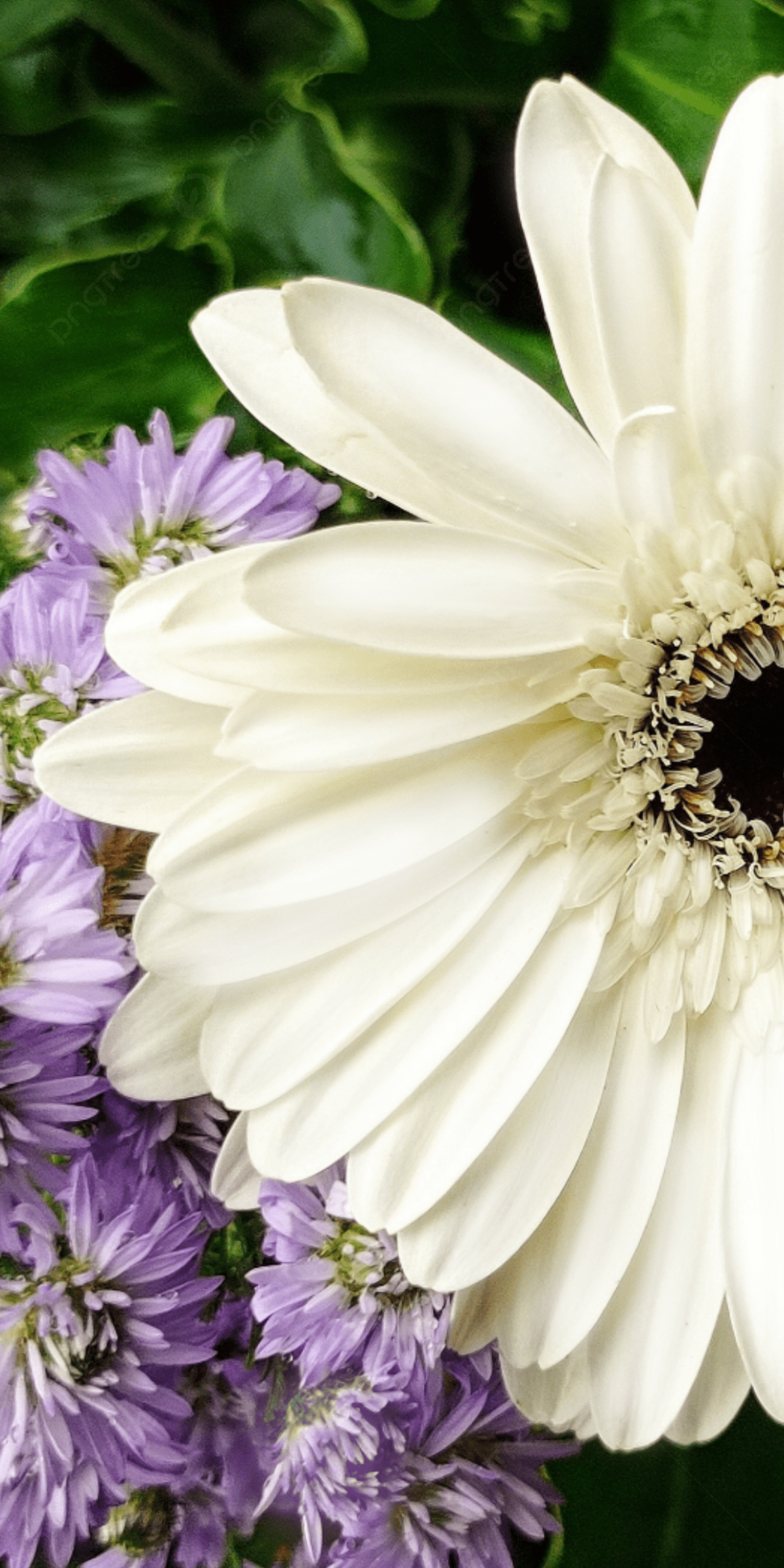 Aster Flower Wallpapers - Top Free Aster Flower Backgrounds ...