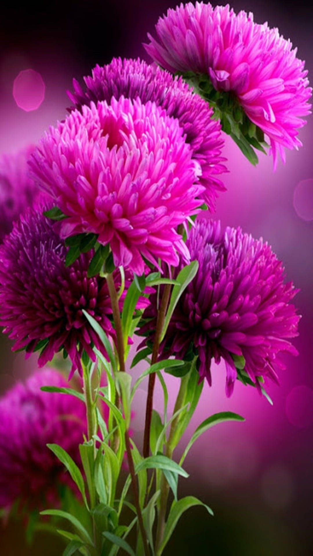 Aster Flower Wallpapers - Top Free Aster Flower Backgrounds - WallpaperAccess