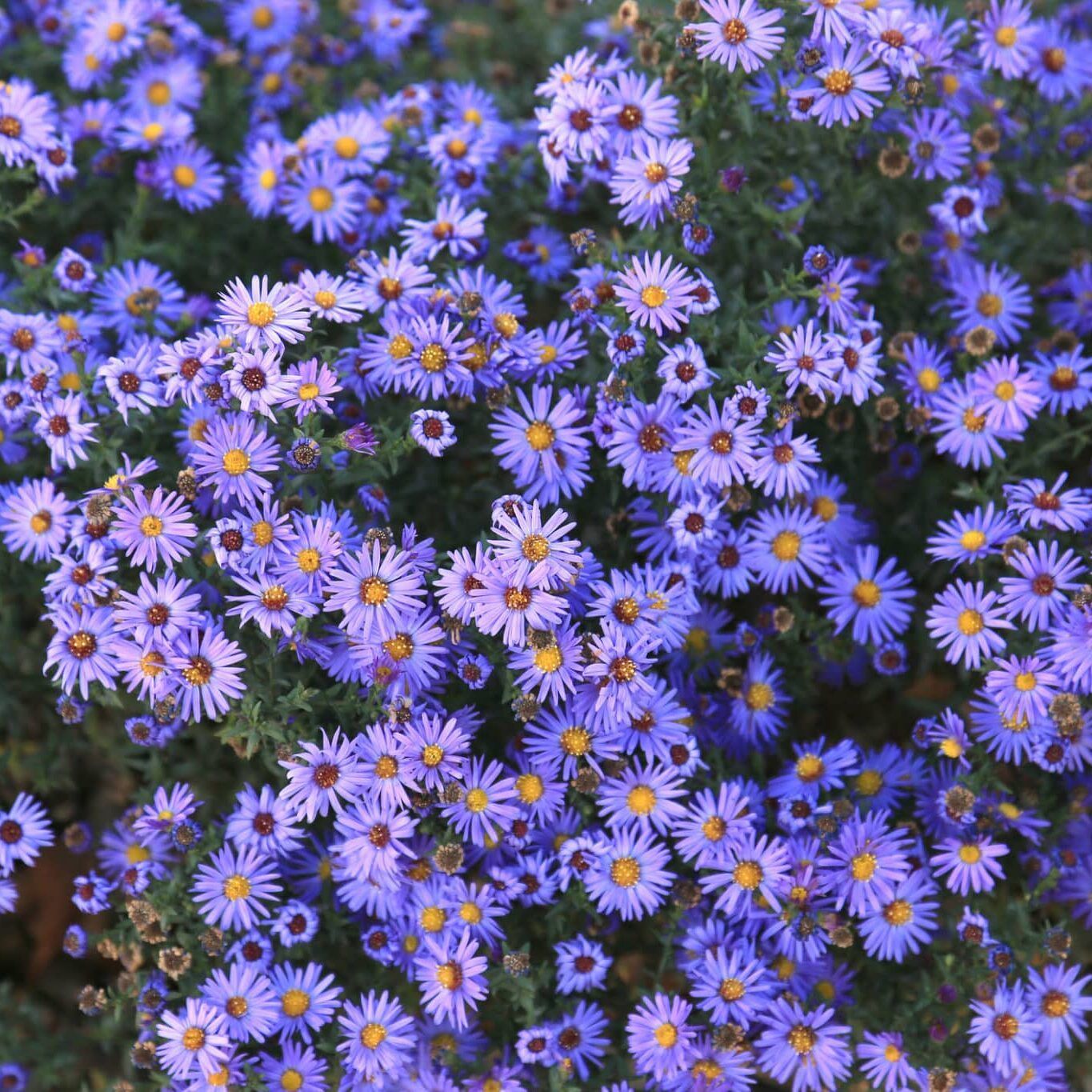 Aster Flower Wallpapers - Top Free Aster Flower Backgrounds ...