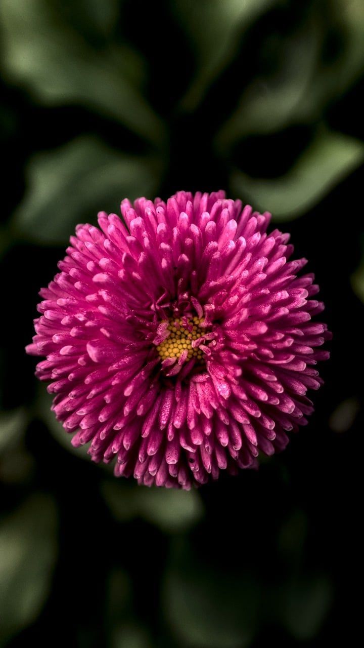 Aster Flower Wallpapers - Top Free Aster Flower Backgrounds ...