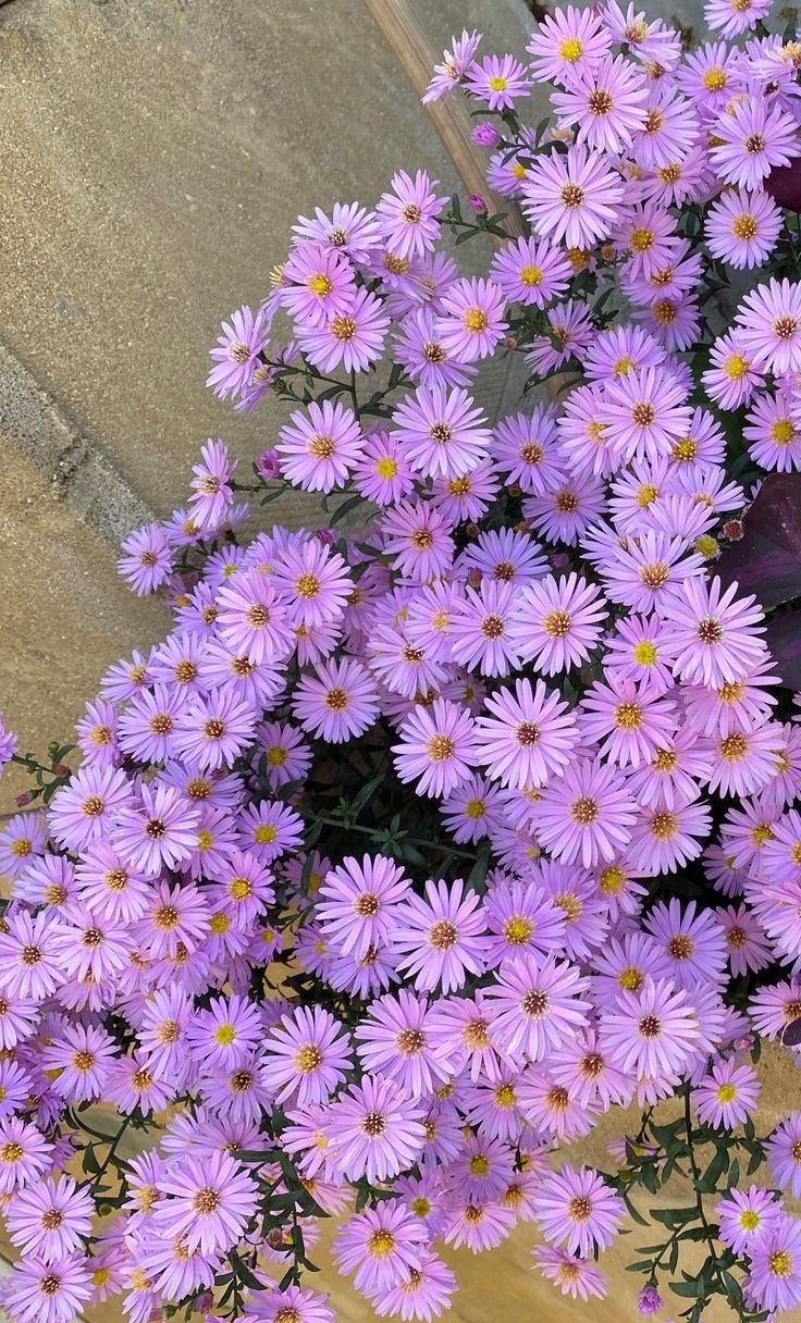 Aster Flower Wallpapers - Top Free Aster Flower Backgrounds ...