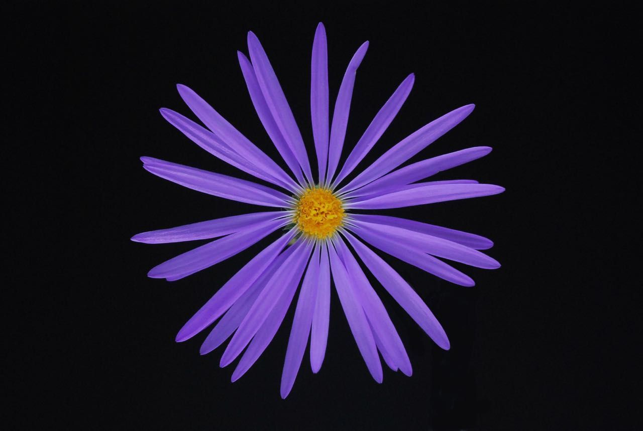 Aster Flower Wallpapers - Top Free Aster Flower Backgrounds ...