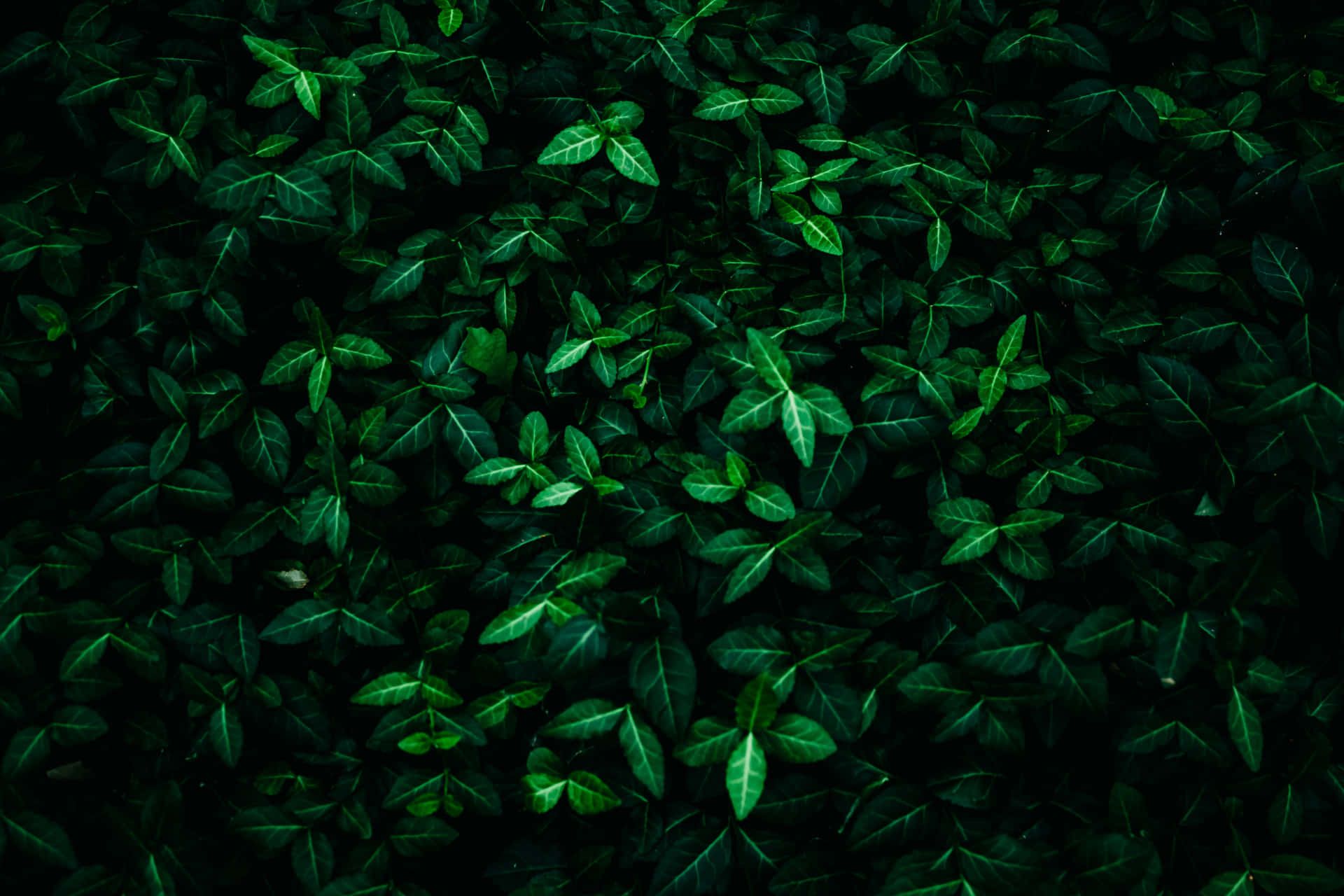Dark Green 4k Wallpapers - Top Free Dark Green 4k Backgrounds ...