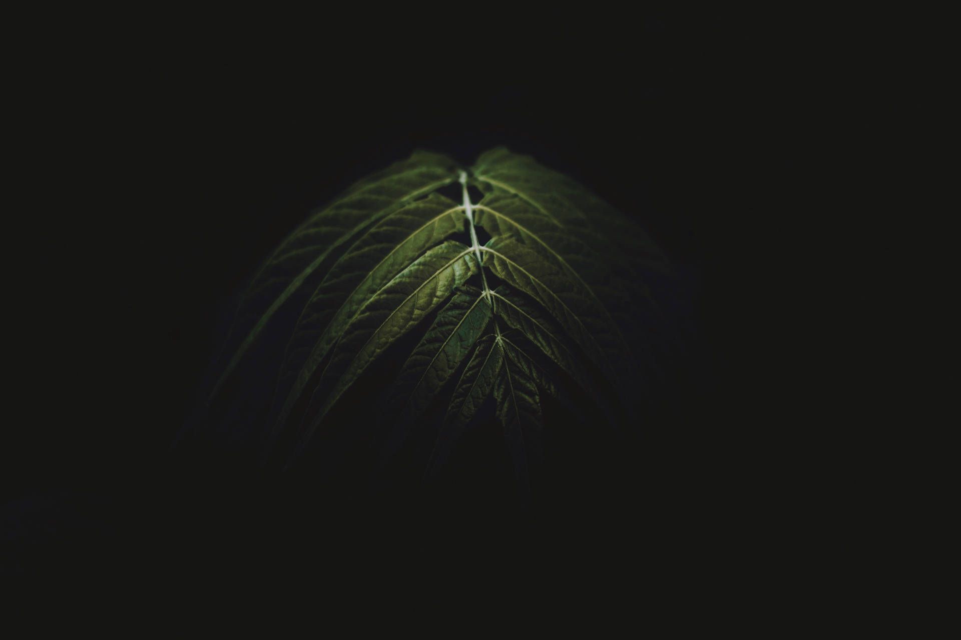 Dark Green 4k Wallpapers - Top Free Dark Green 4k Backgrounds ...