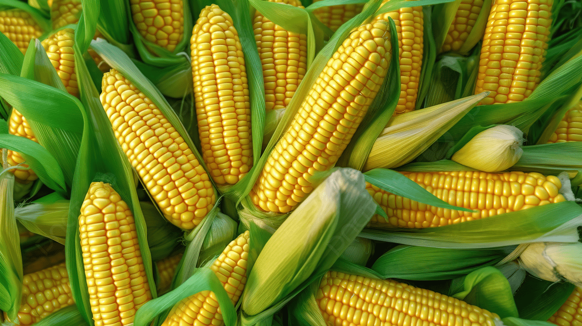 Sweet Corn Wallpapers - Top Free Sweet Corn Backgrounds - WallpaperAccess