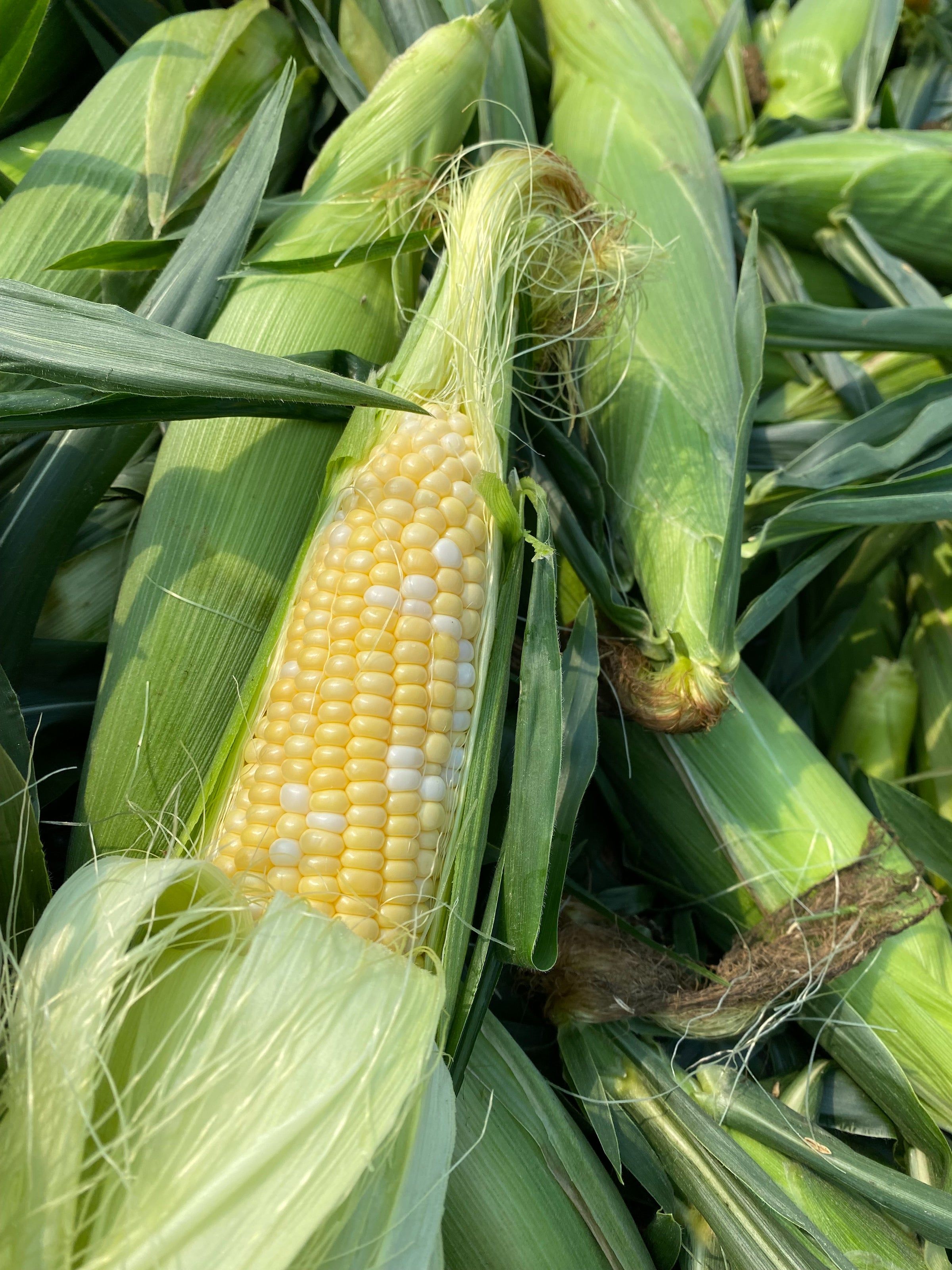 Sweet Corn Wallpapers - Top Free Sweet Corn Backgrounds - WallpaperAccess