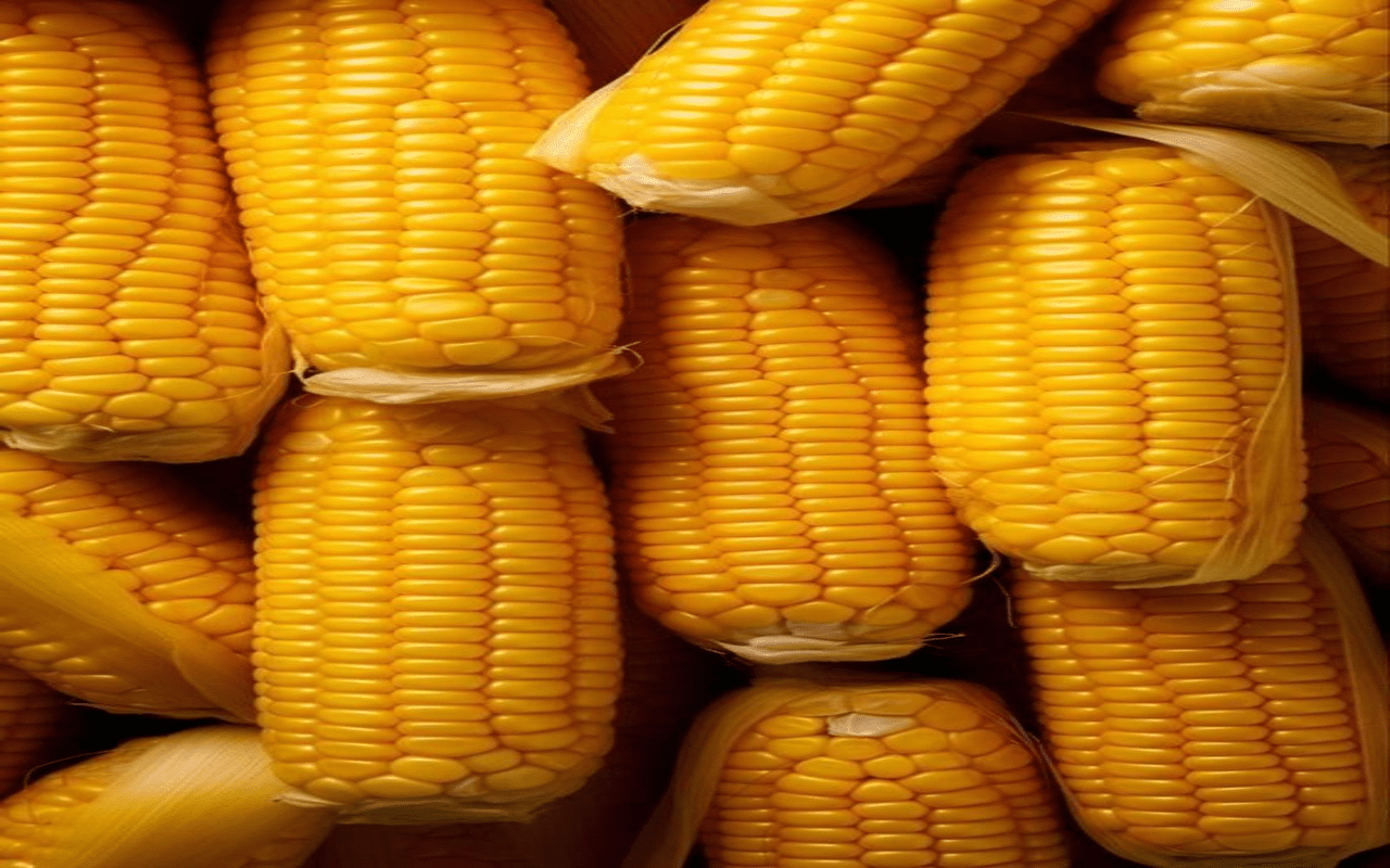 Sweet Corn Wallpapers - Top Free Sweet Corn Backgrounds - WallpaperAccess