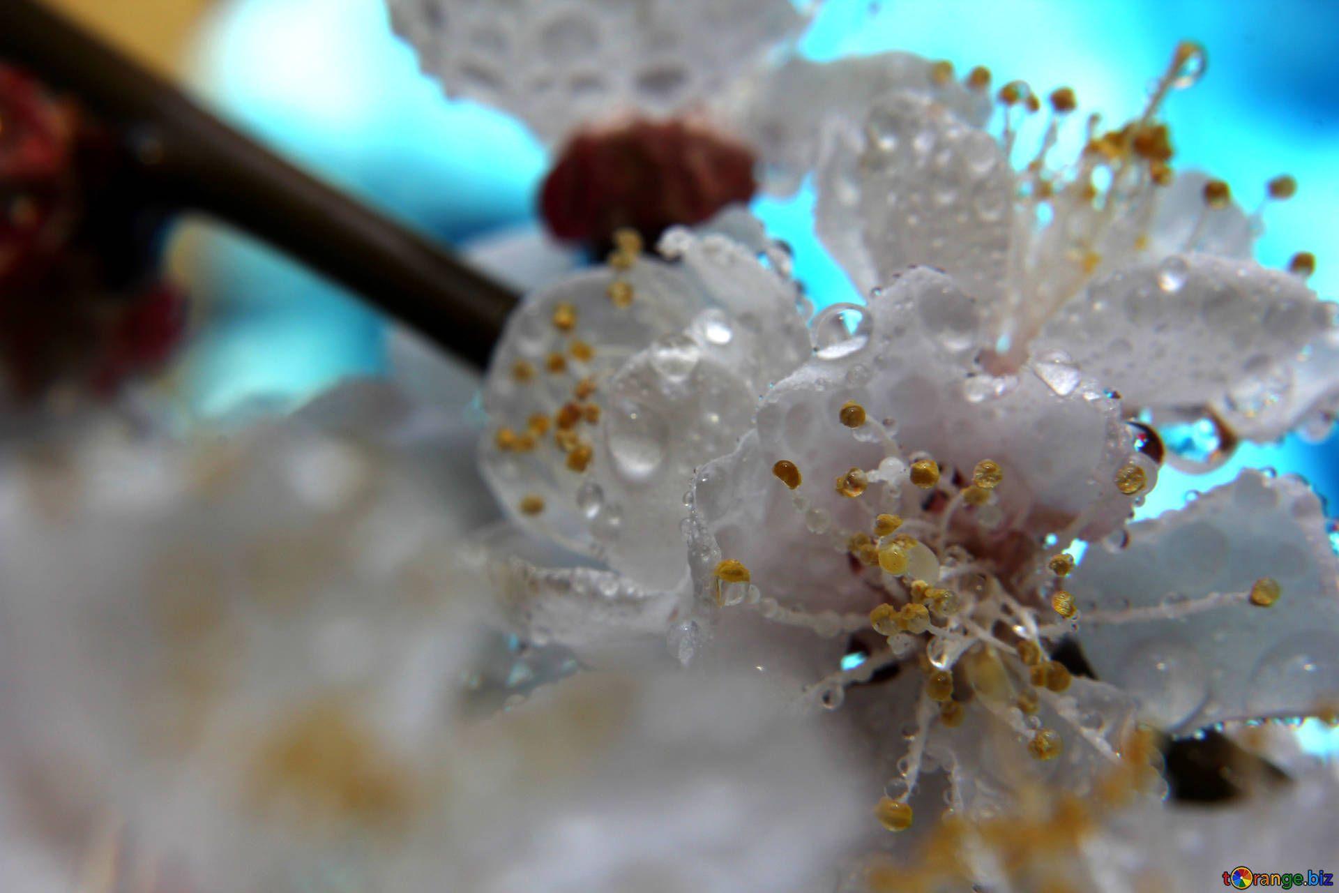 Spring Rain Wallpapers - Top Free Spring Rain Backgrounds - WallpaperAccess