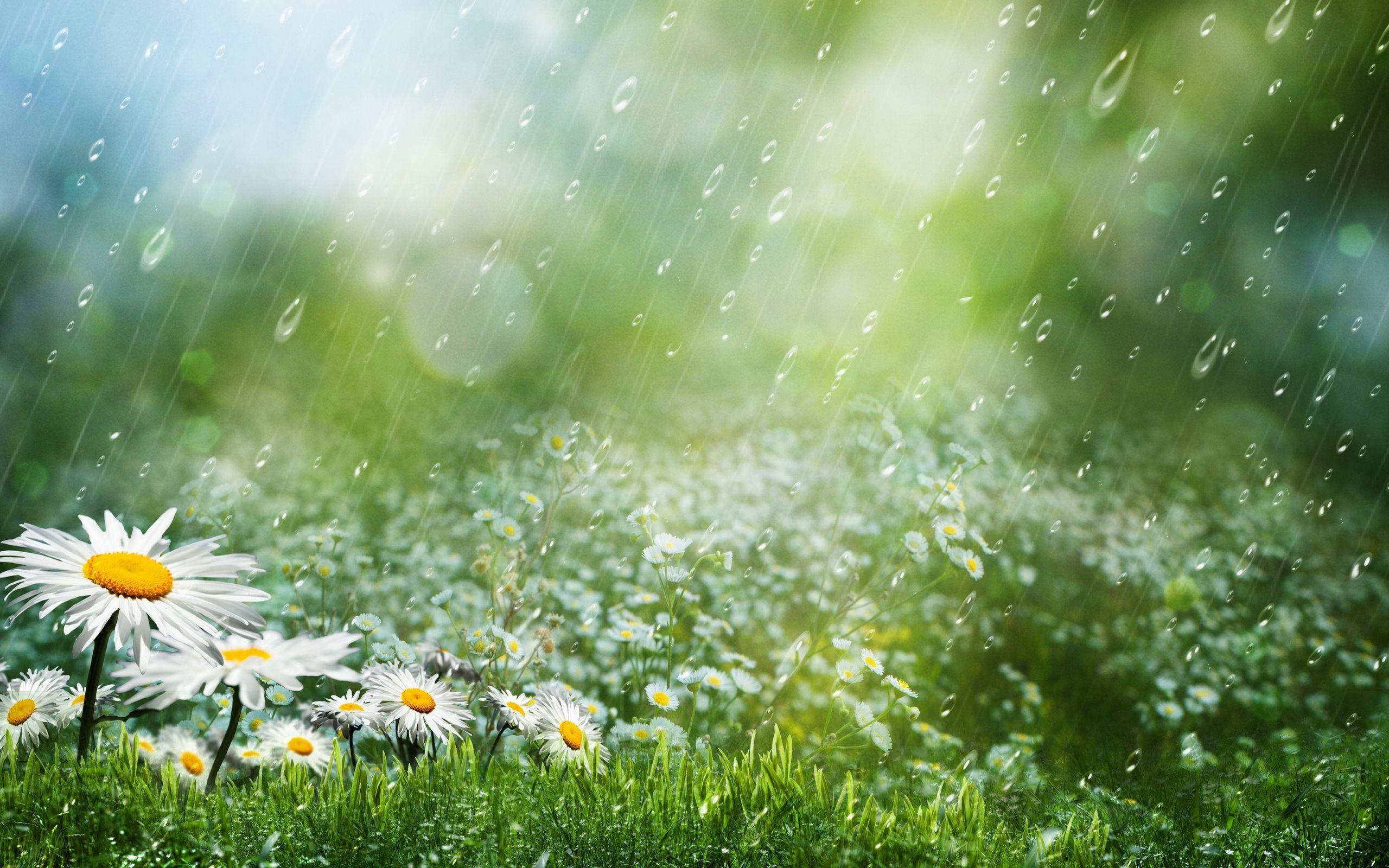 Spring Rain Wallpapers - Top Free Spring Rain Backgrounds - WallpaperAccess