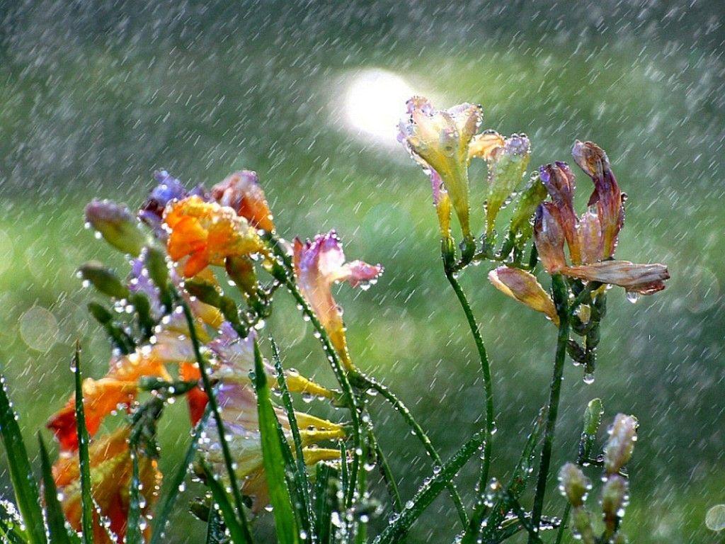 Spring Rain Wallpapers - Top Free Spring Rain Backgrounds - WallpaperAccess