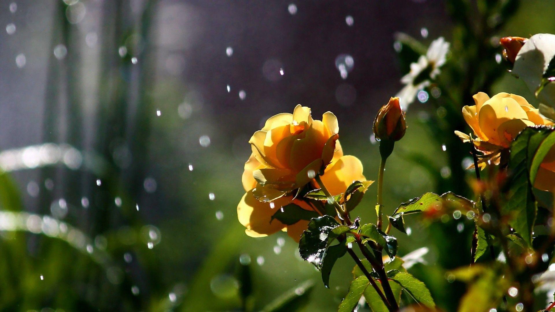 Spring Rain Wallpapers - Top Free Spring Rain Backgrounds - WallpaperAccess