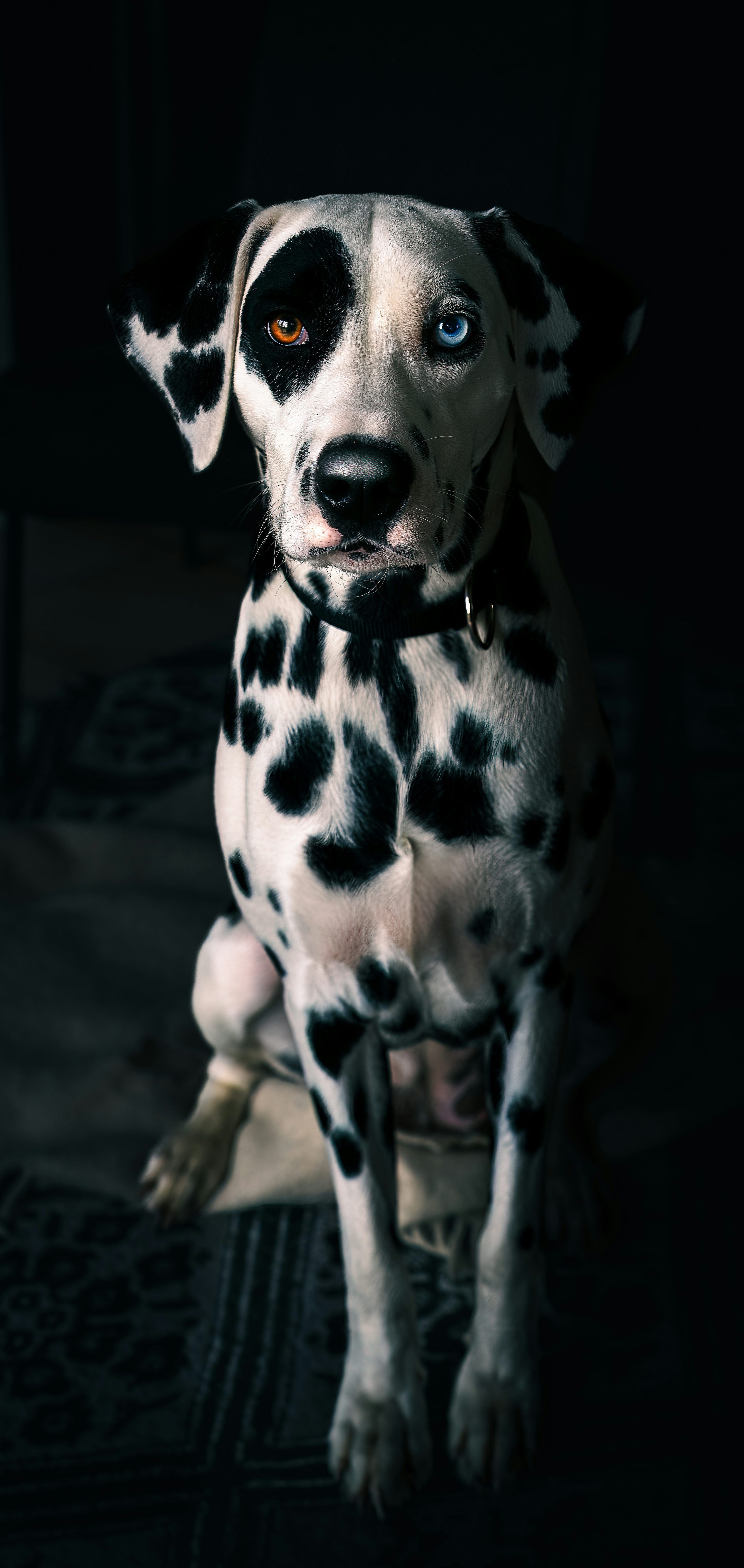Dalmatian Dog Wallpapers - Top Free Dalmatian Dog Backgrounds ...