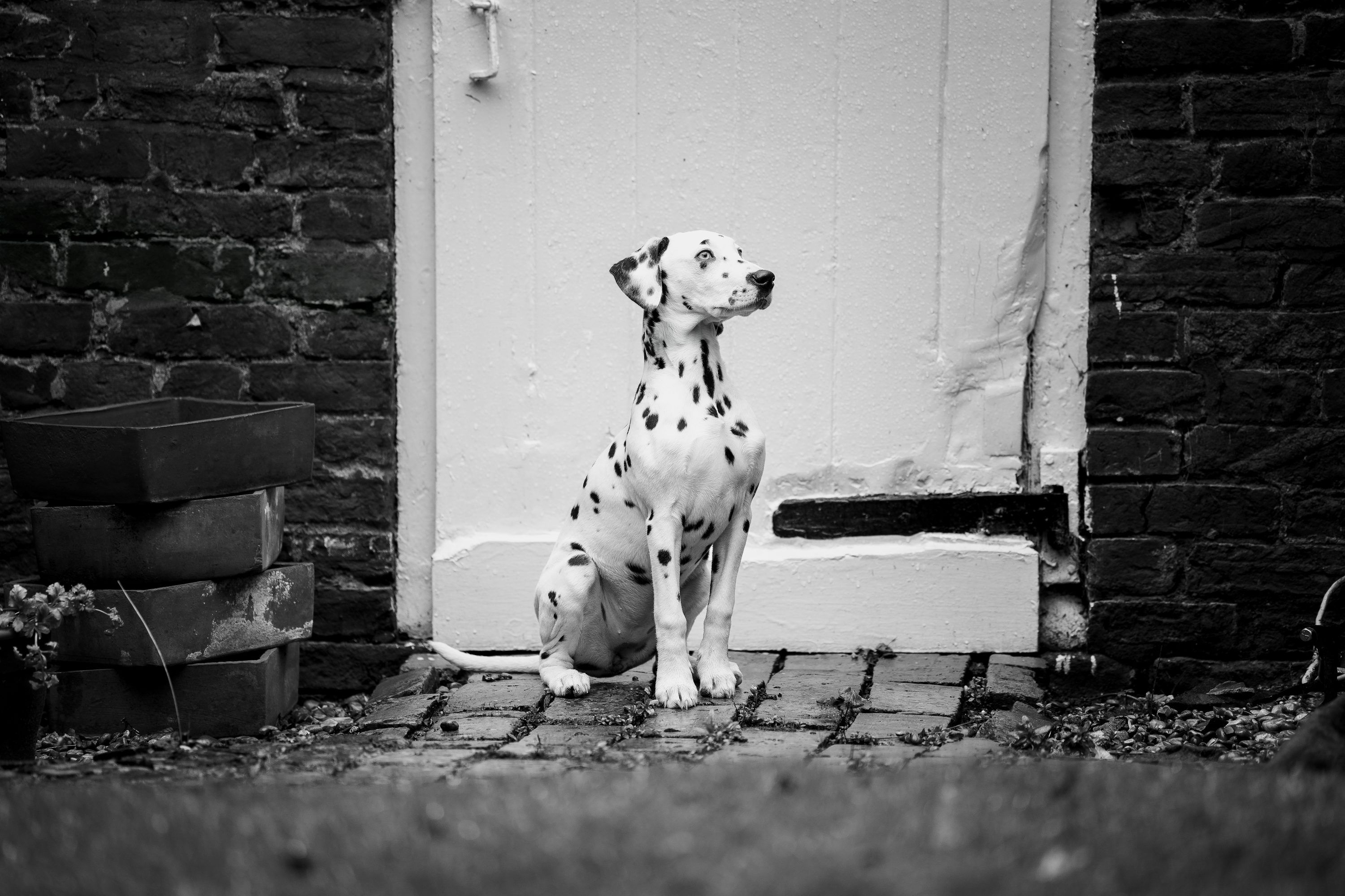 Dalmatian Dog Wallpapers - Top Free Dalmatian Dog Backgrounds ...
