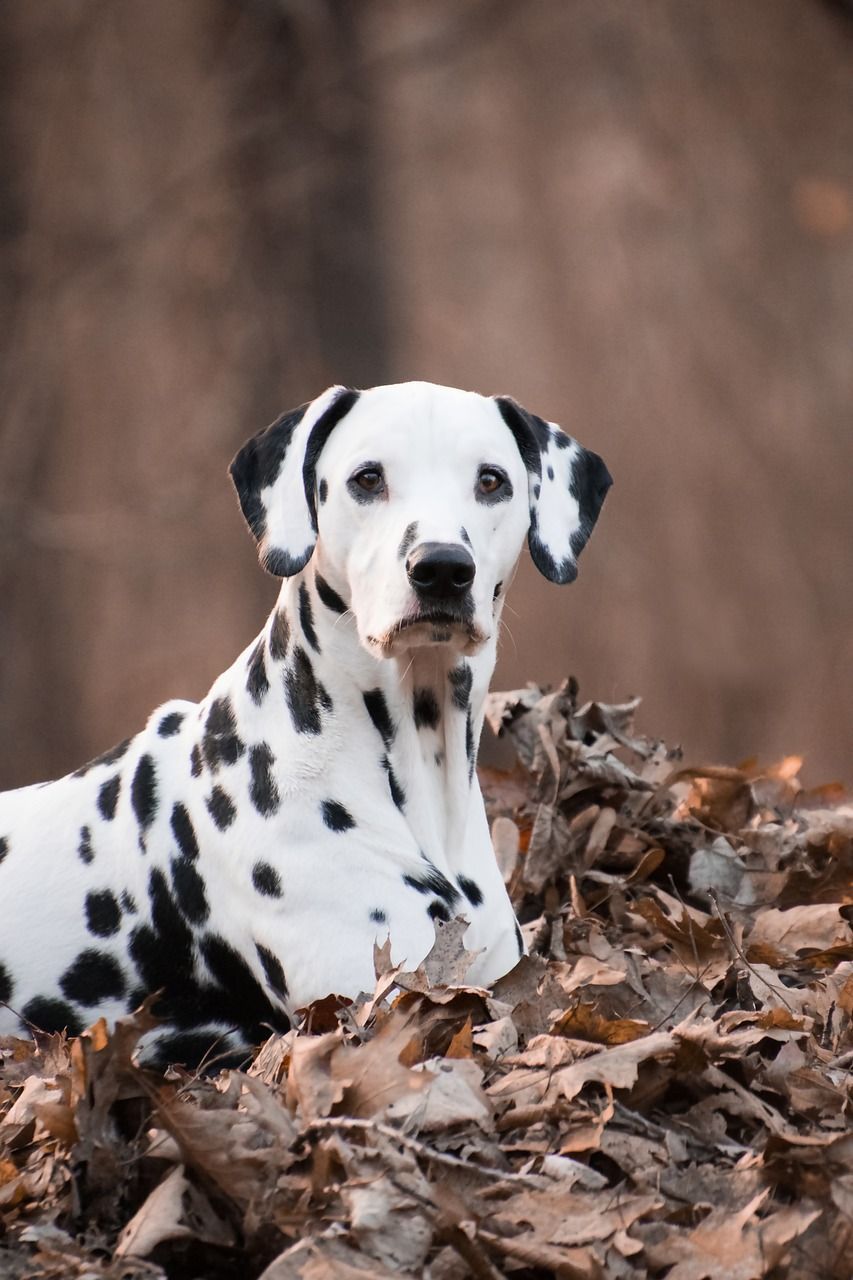 Dalmatian Dog Wallpapers - Top Free Dalmatian Dog Backgrounds ...