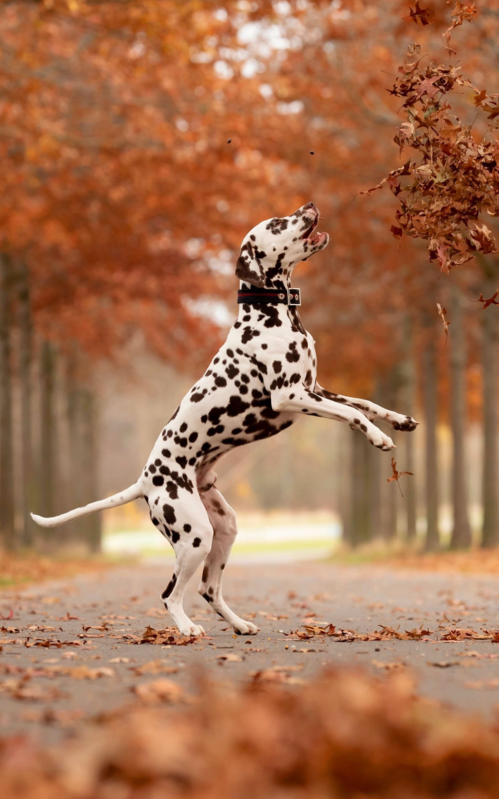 Dalmatian Dog Wallpapers - Top Free Dalmatian Dog Backgrounds ...