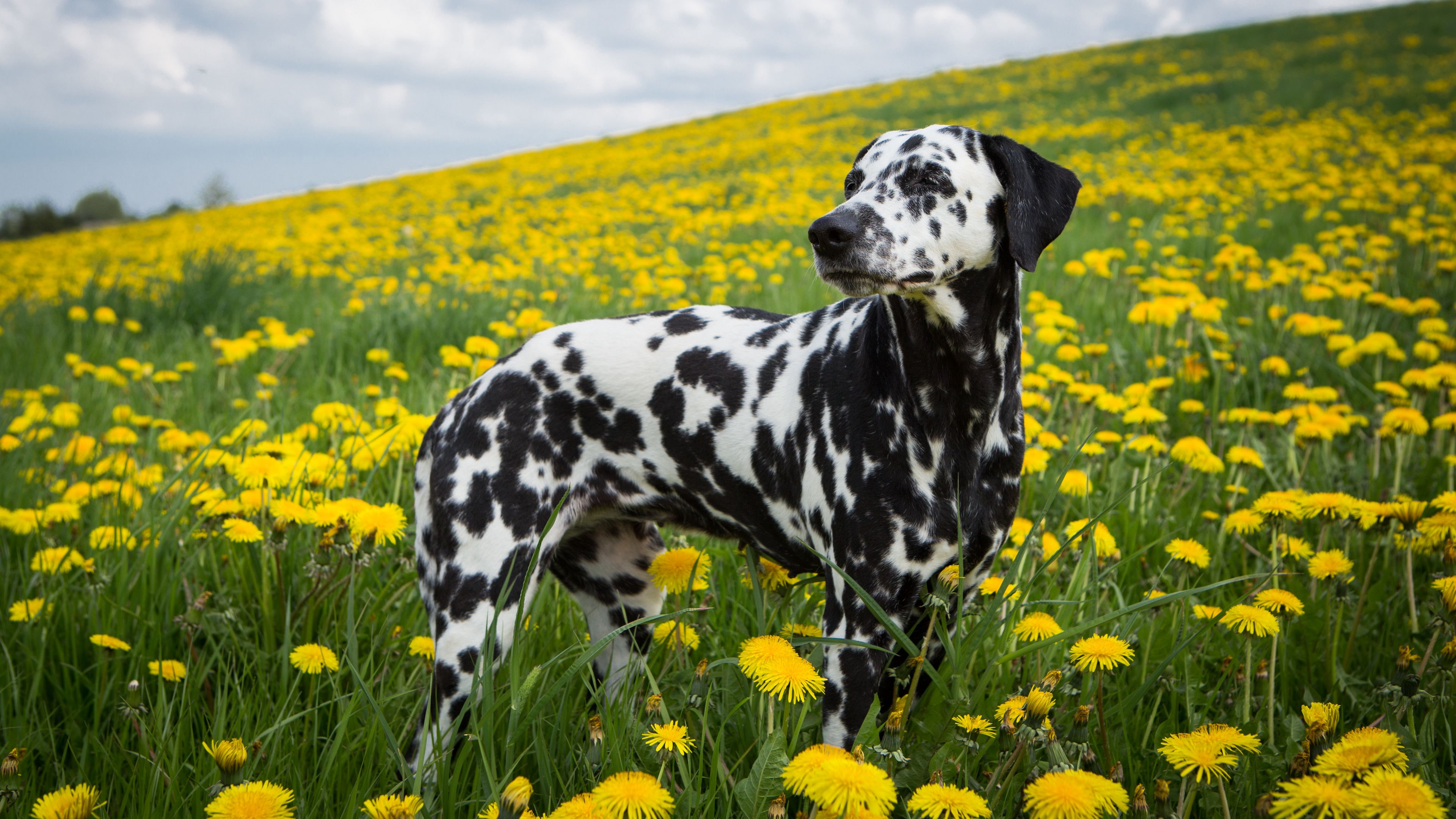 Dalmatian Dog Wallpapers - Top Free Dalmatian Dog Backgrounds ...