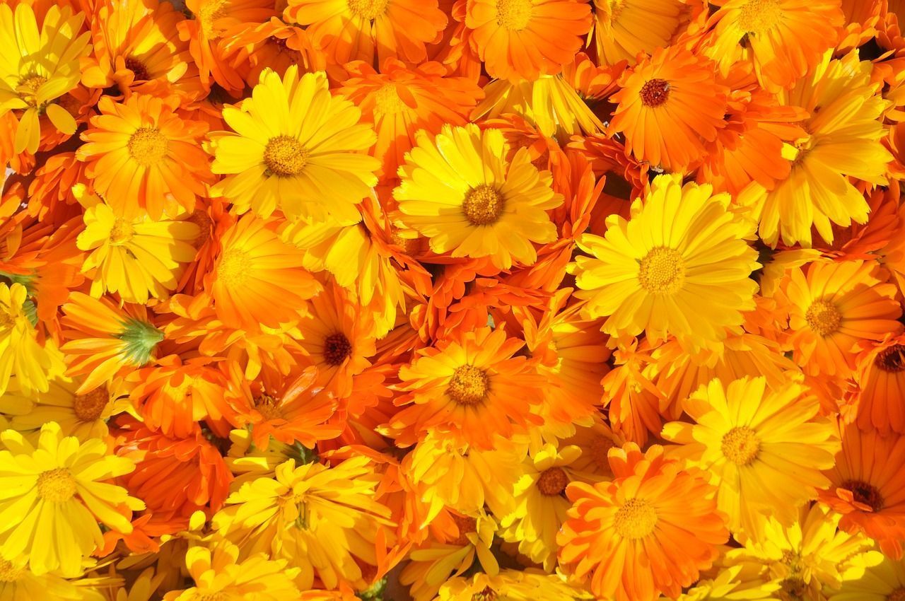 Calendula Wallpapers - Top Free Calendula Backgrounds - WallpaperAccess